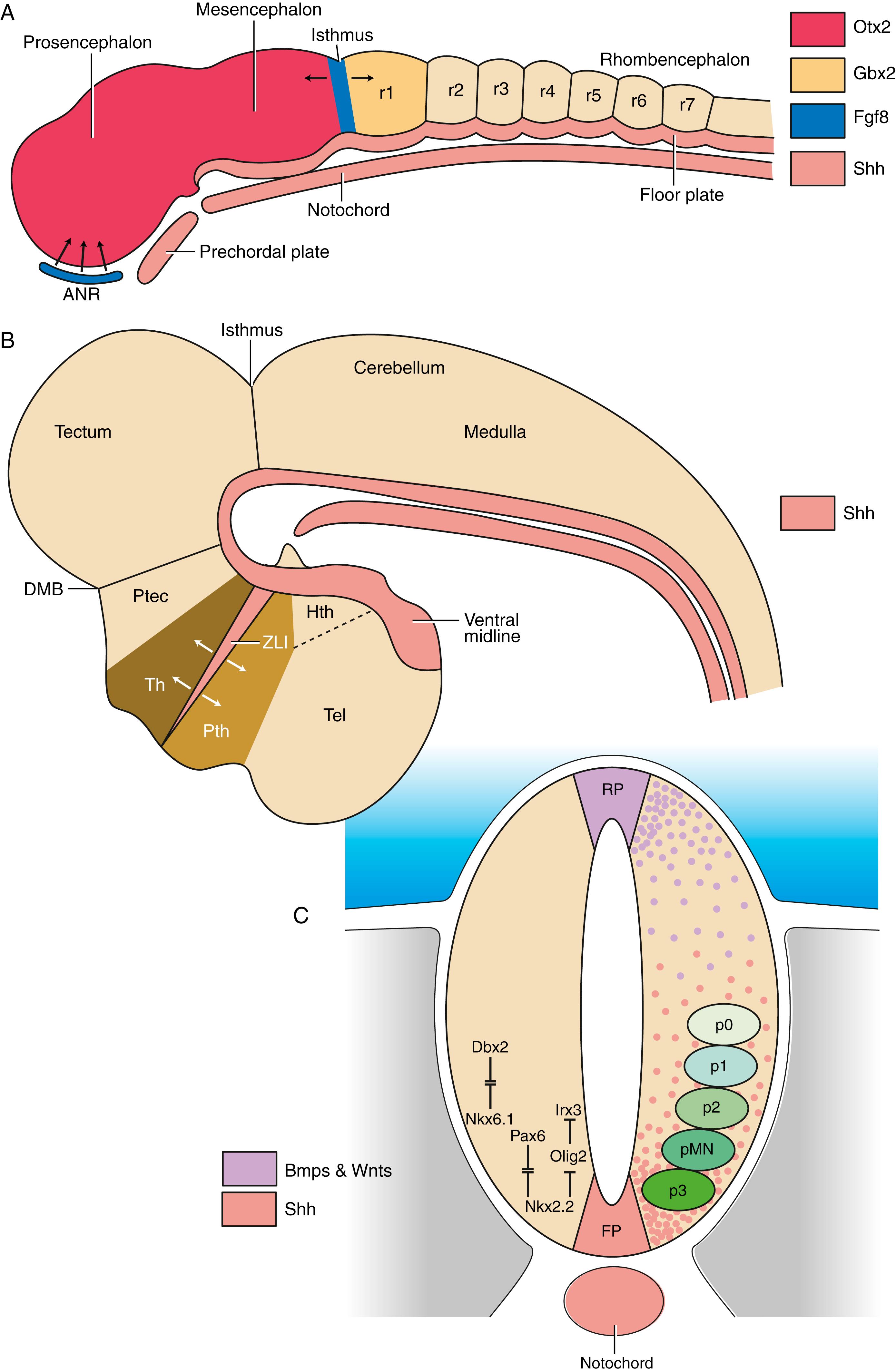 Development of the Central Nervous System - Clinical Tree