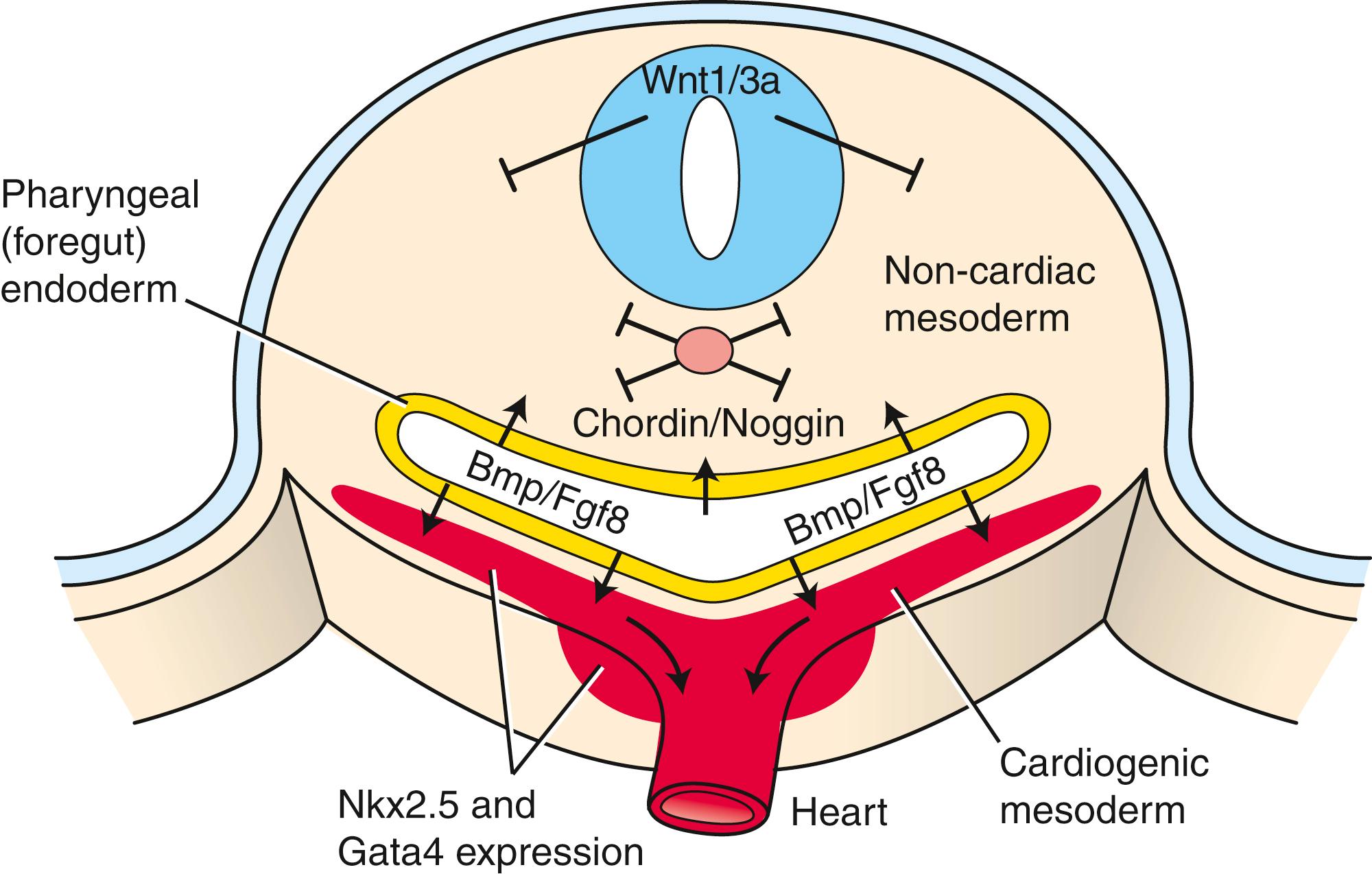 Development of the Heart - Clinical Tree