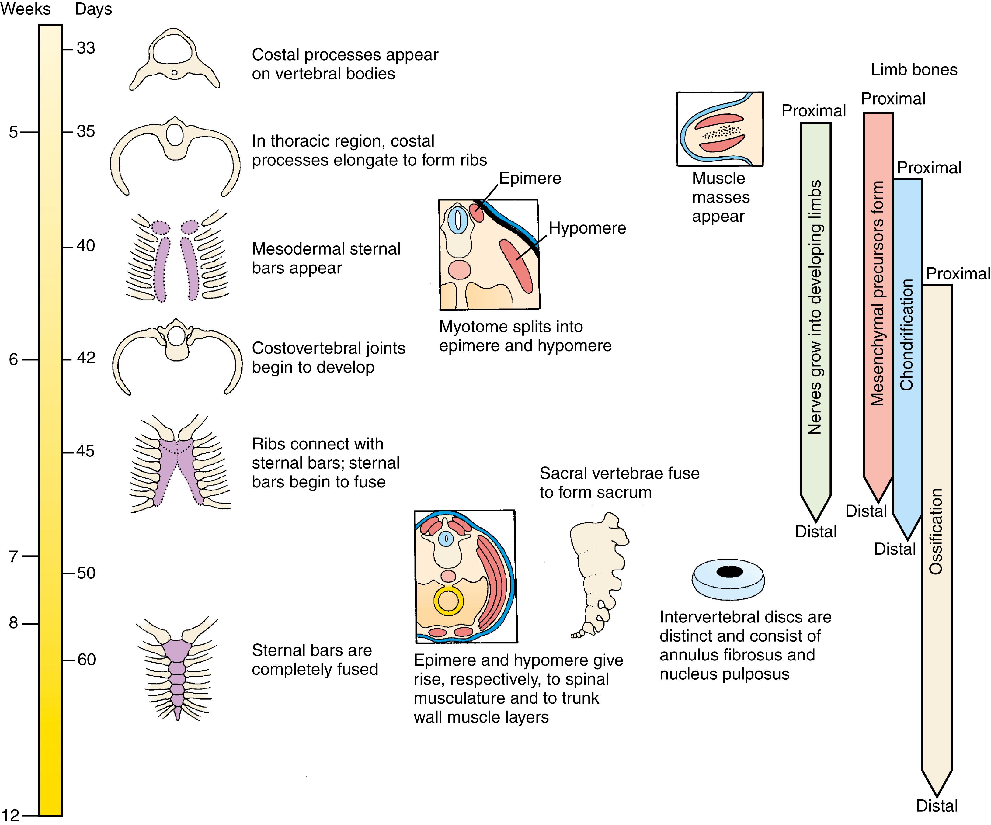 Development of the Musculoskeletal System - Clinical Tree