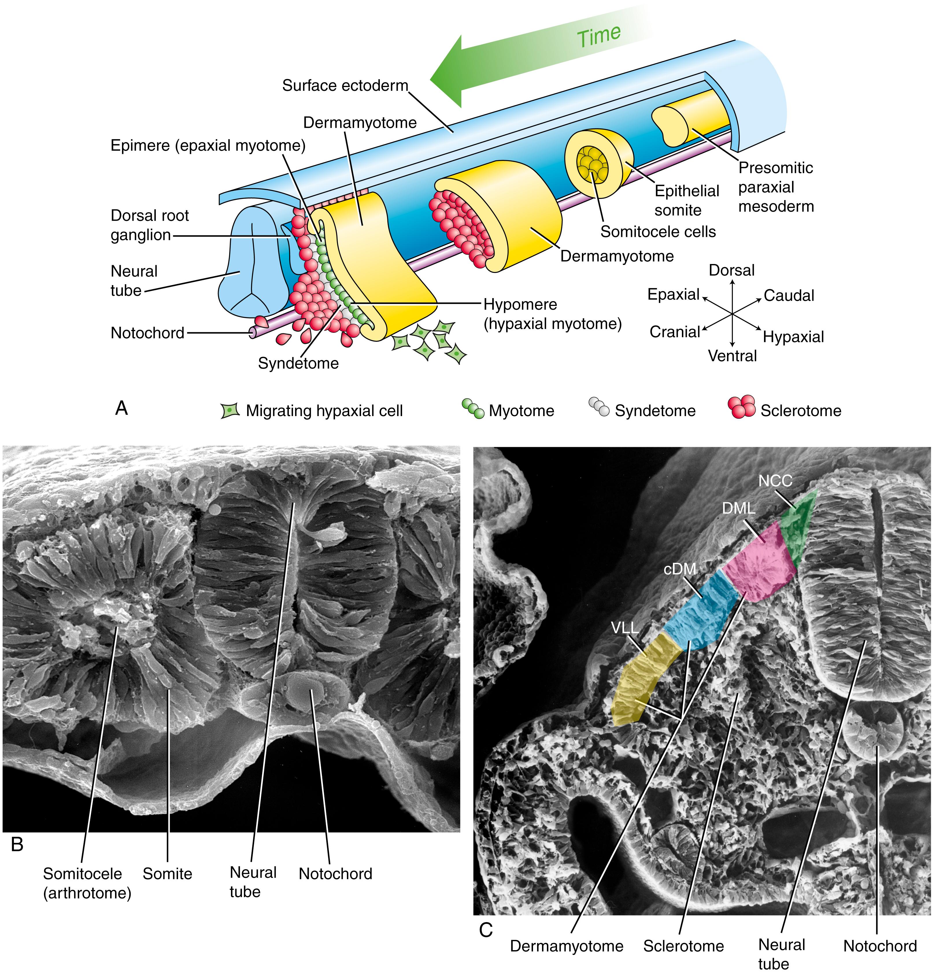 Development of the Musculoskeletal System - Clinical Tree