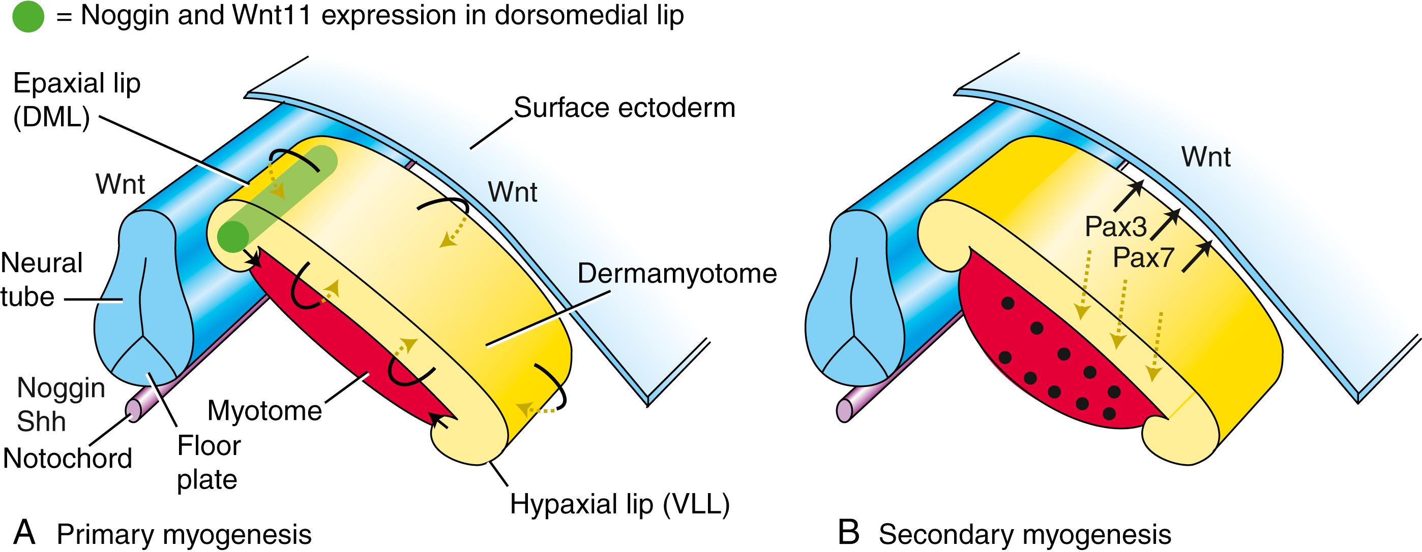 Development of the Musculoskeletal System - Clinical Tree