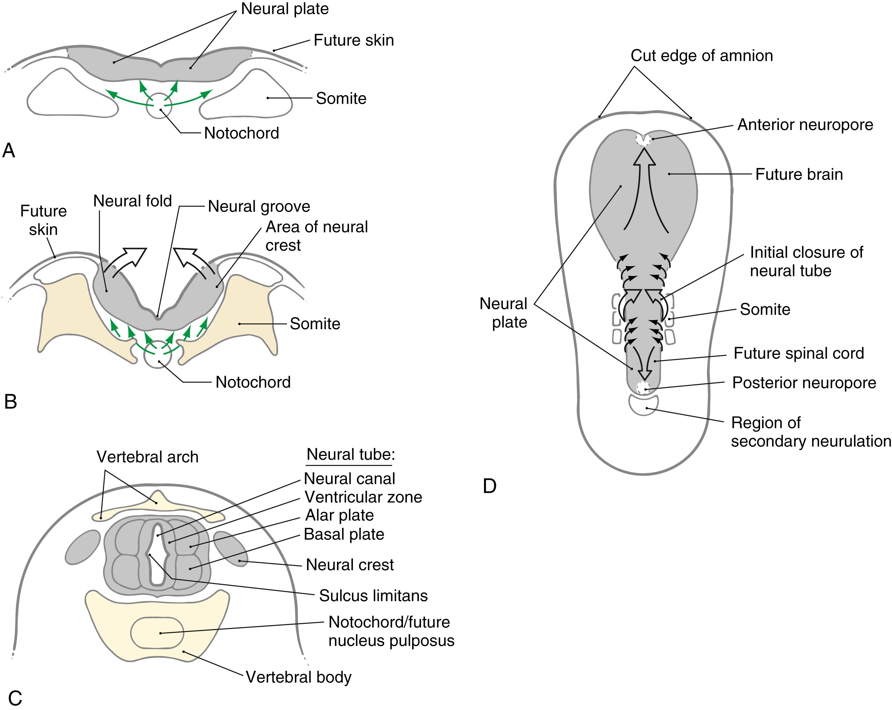 Development of the Nervous System - Clinical Tree