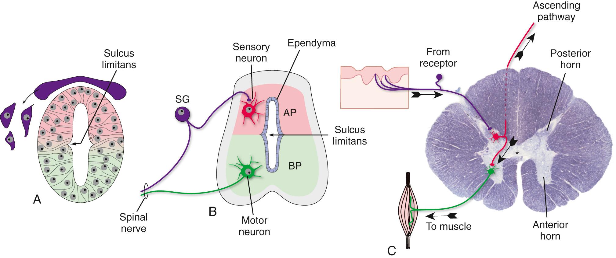 Development of the Nervous System - Clinical Tree