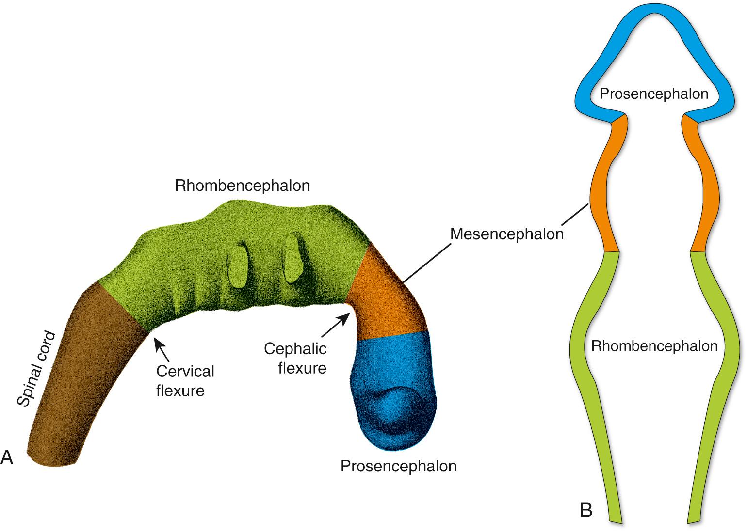 Development of the Nervous System - Clinical Tree