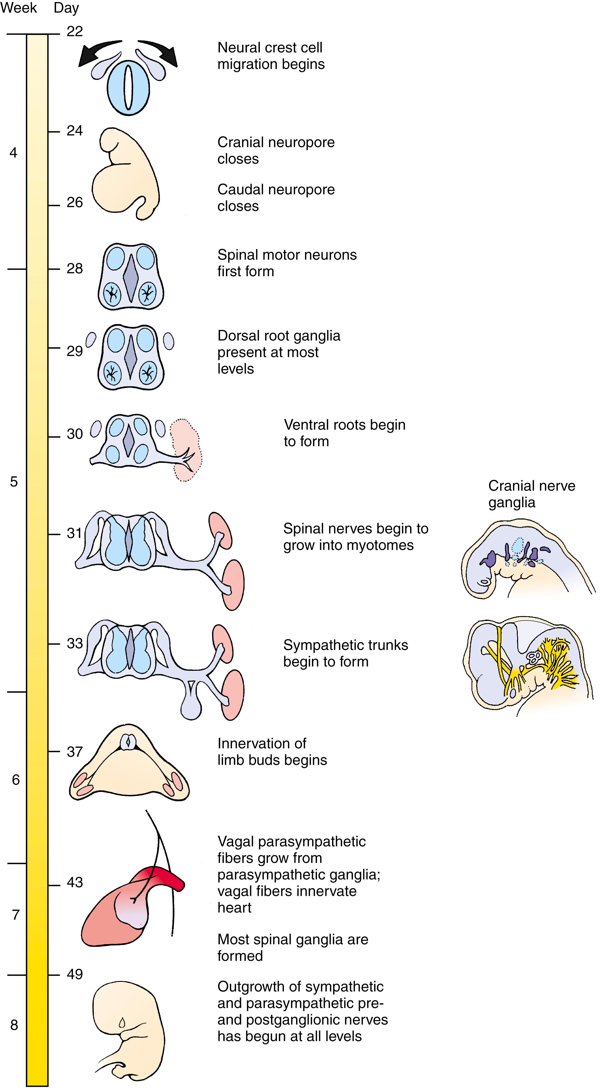 Development of the Peripheral Nervous System - Clinical Tree