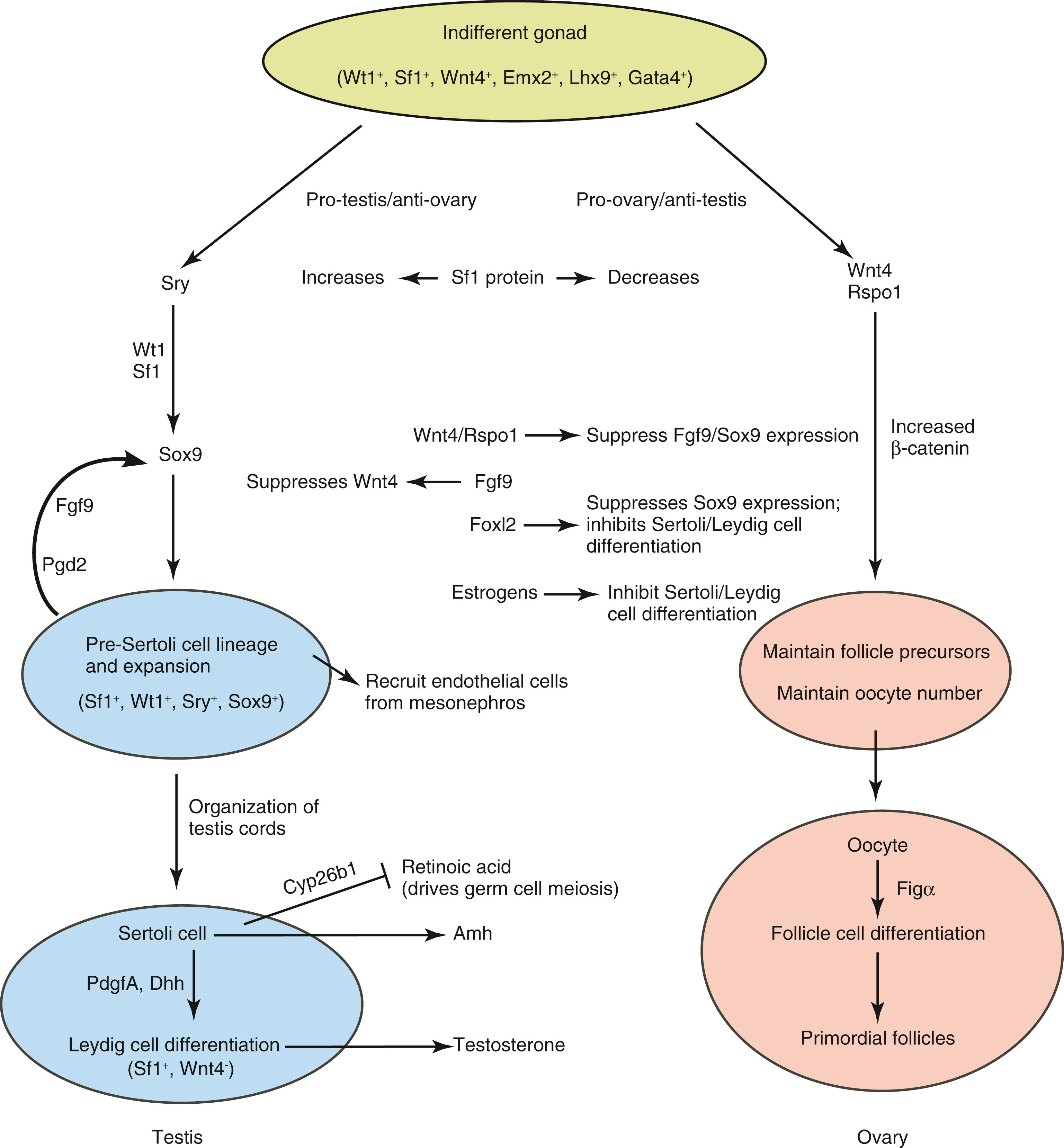 Development of the Reproductive System - Clinical Tree