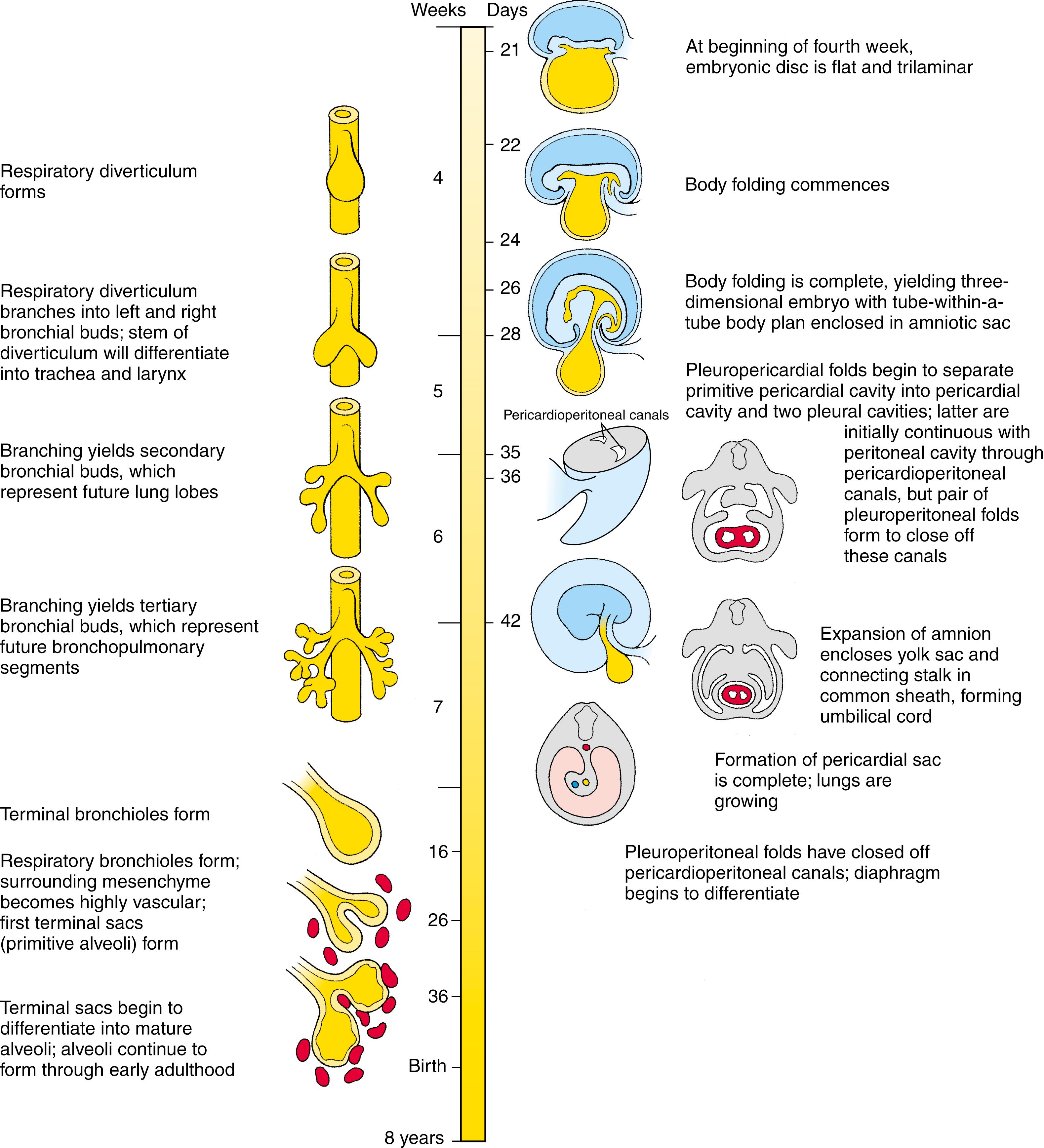 Development of the Respiratory System and Body Cavities - Clinical Tree