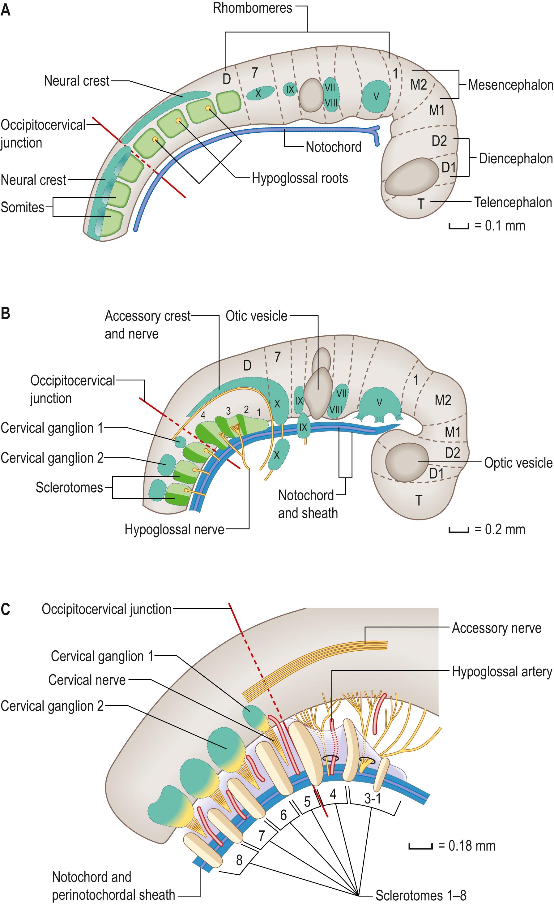 Development of the back - Clinical Tree