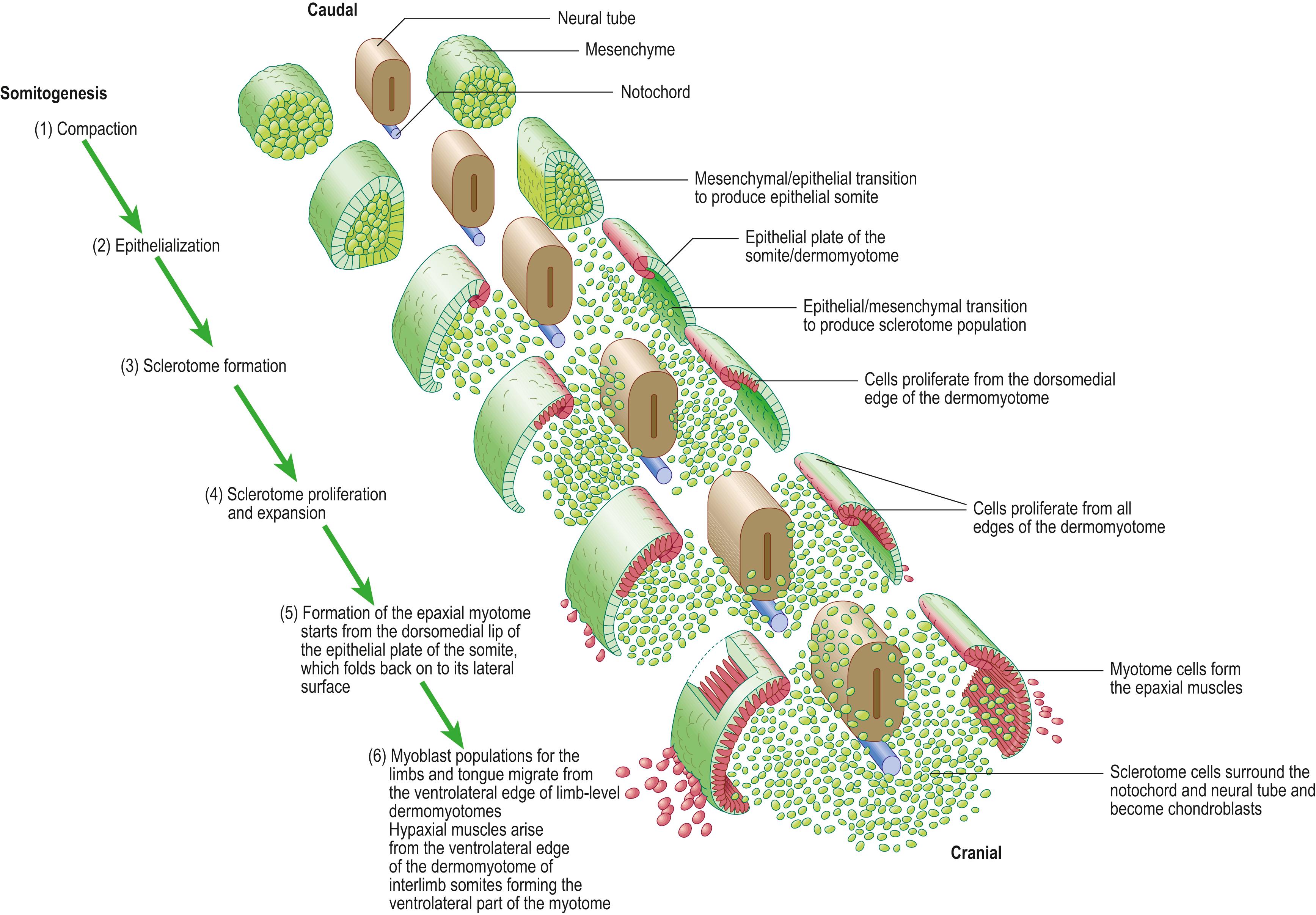 Development of the back - Clinical Tree