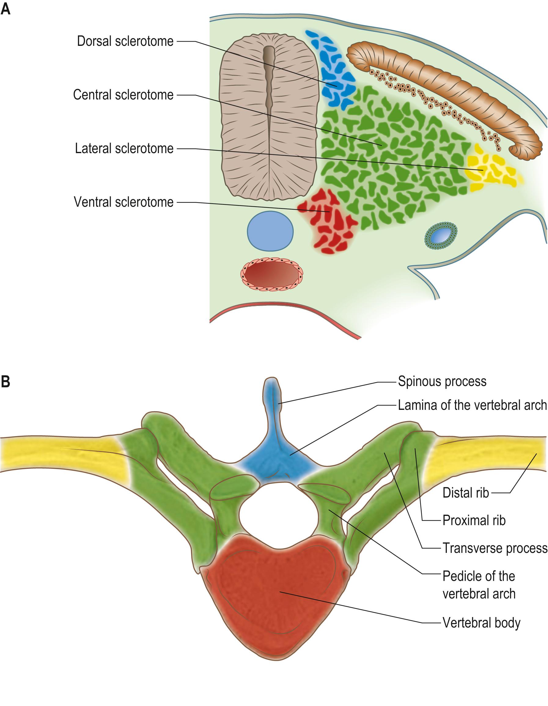 Development of the back - Clinical Tree