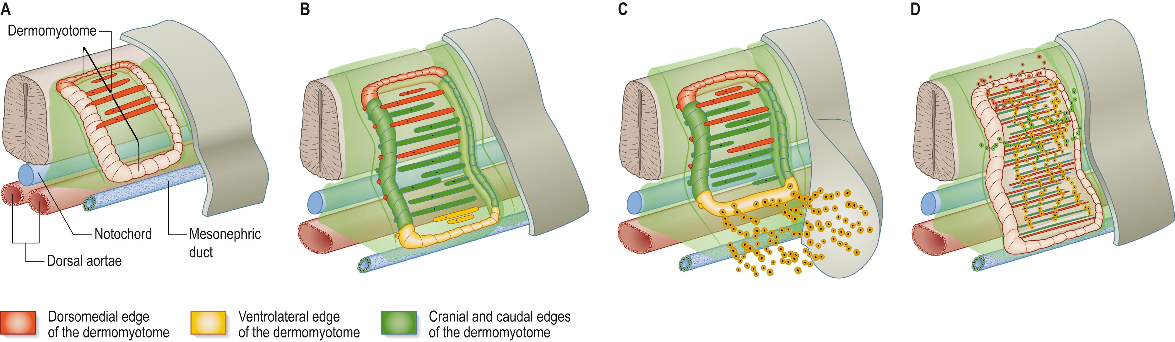 Development of the back - Clinical Tree