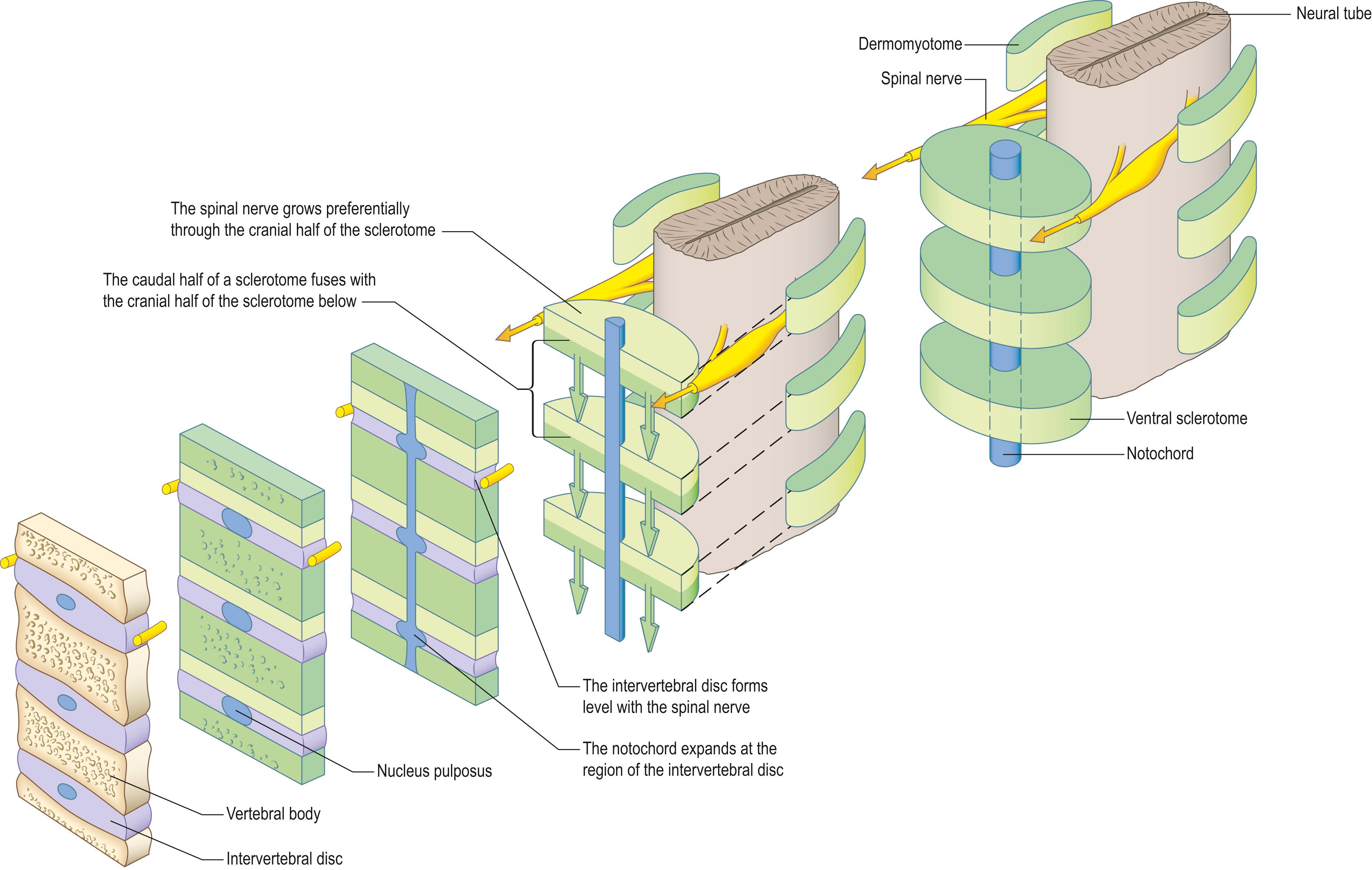 Development of the back - Clinical Tree