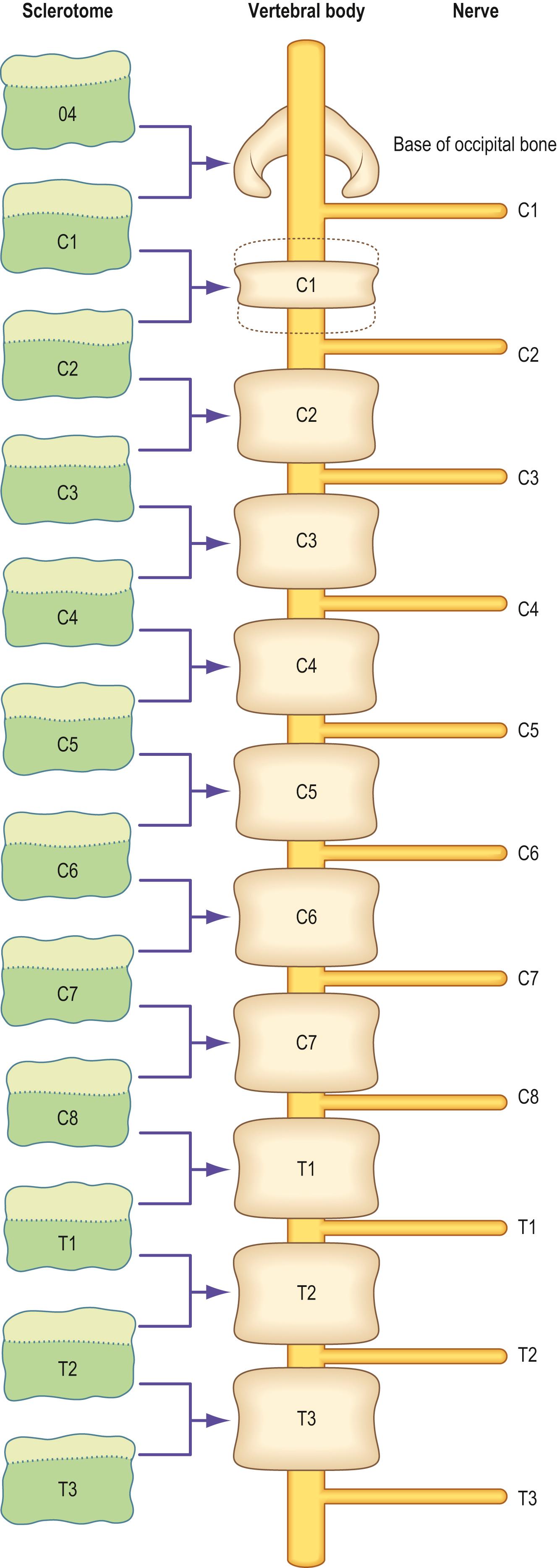 Development of the back - Clinical Tree