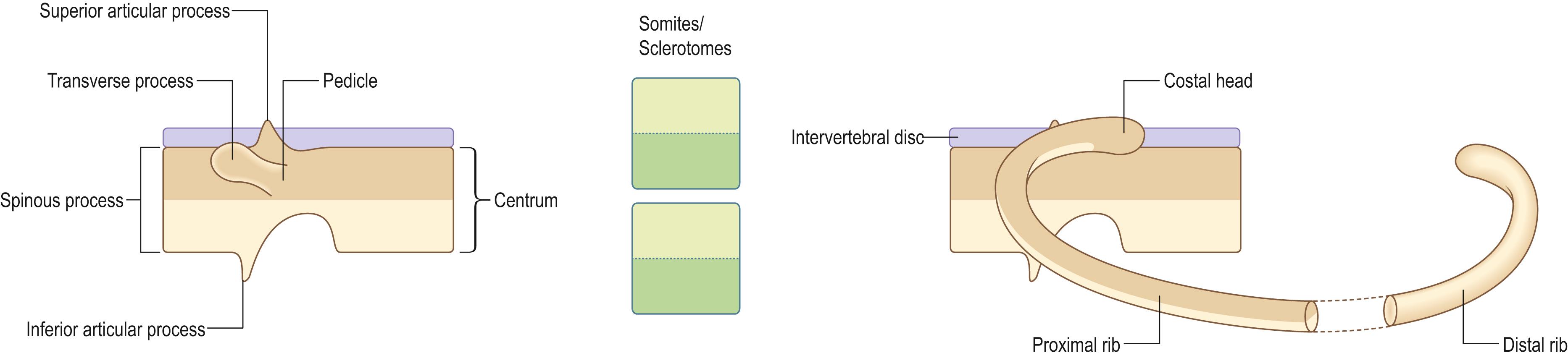 Development of the back - Clinical Tree