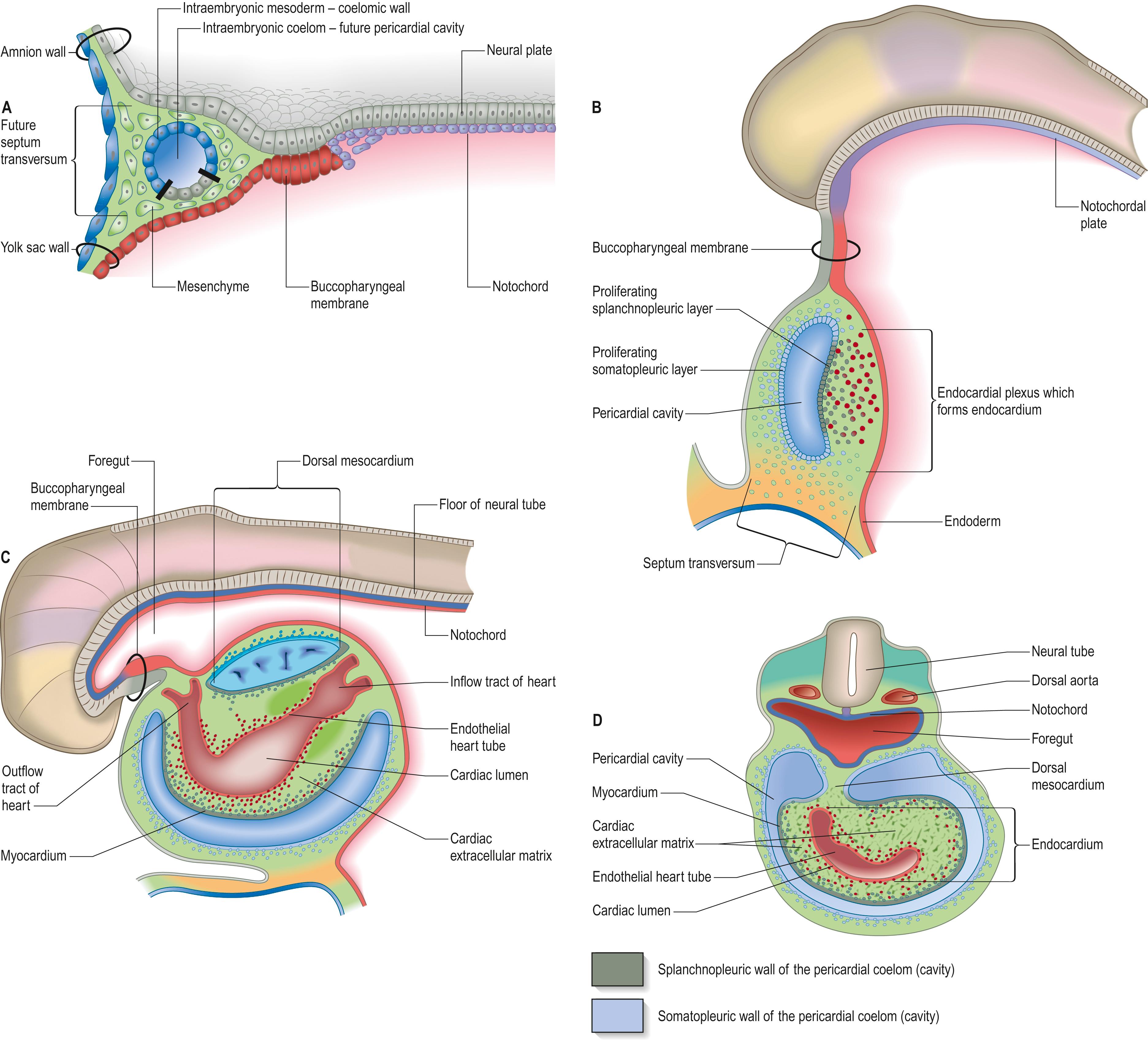 Development of the heart and circulation - Clinical Tree