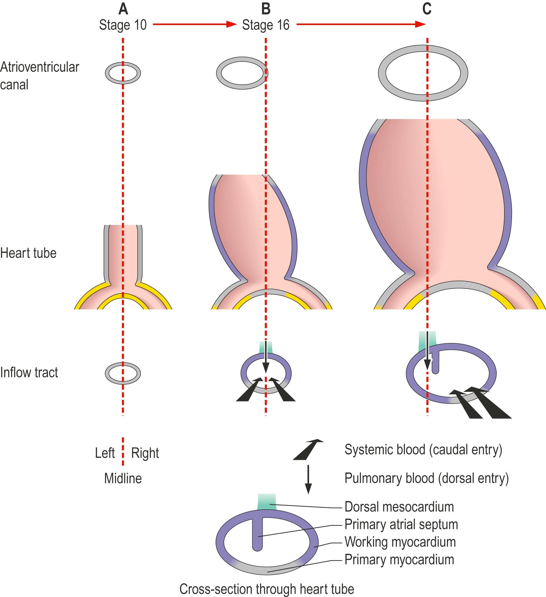 Development of the heart and circulation - Clinical Tree