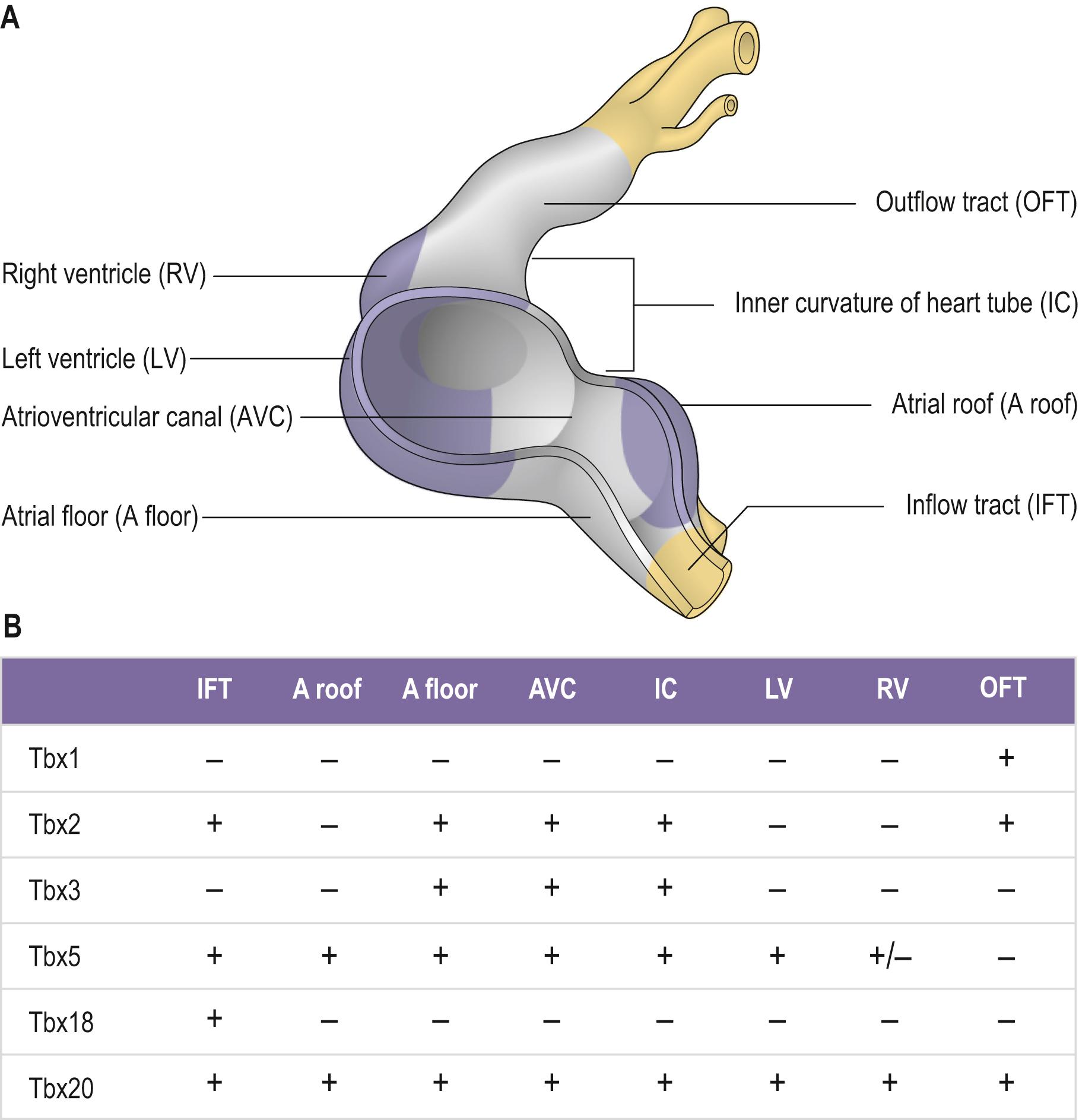Development of the heart and circulation - Clinical Tree