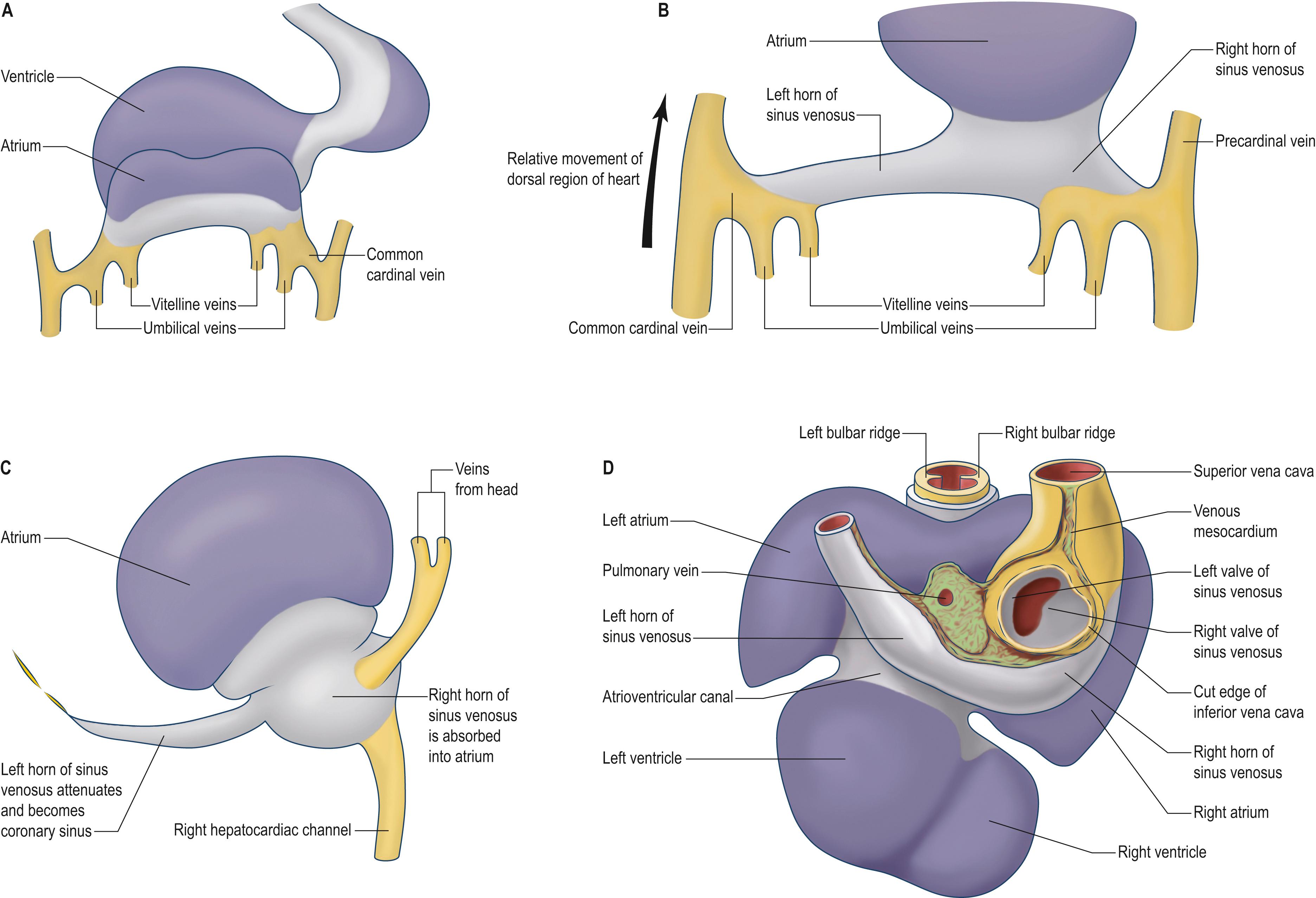 Development of the heart and circulation - Clinical Tree