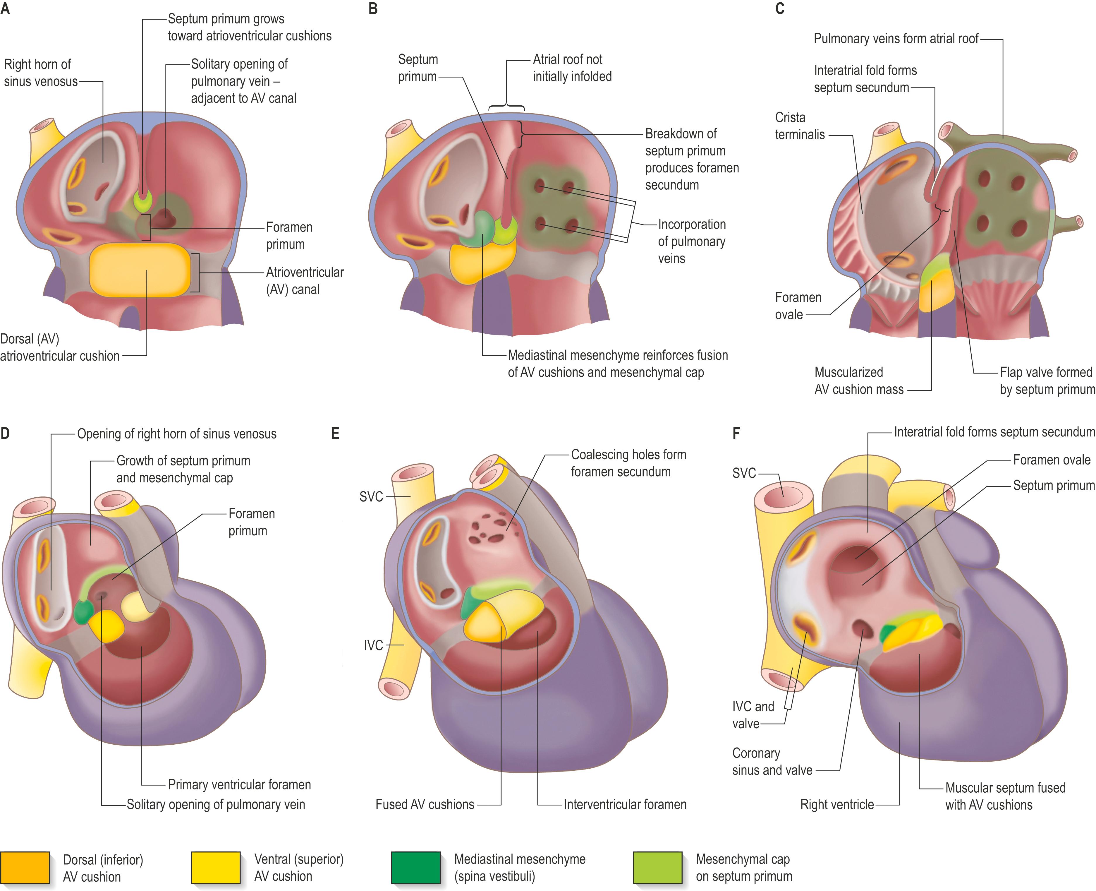 Development of the heart and circulation - Clinical Tree