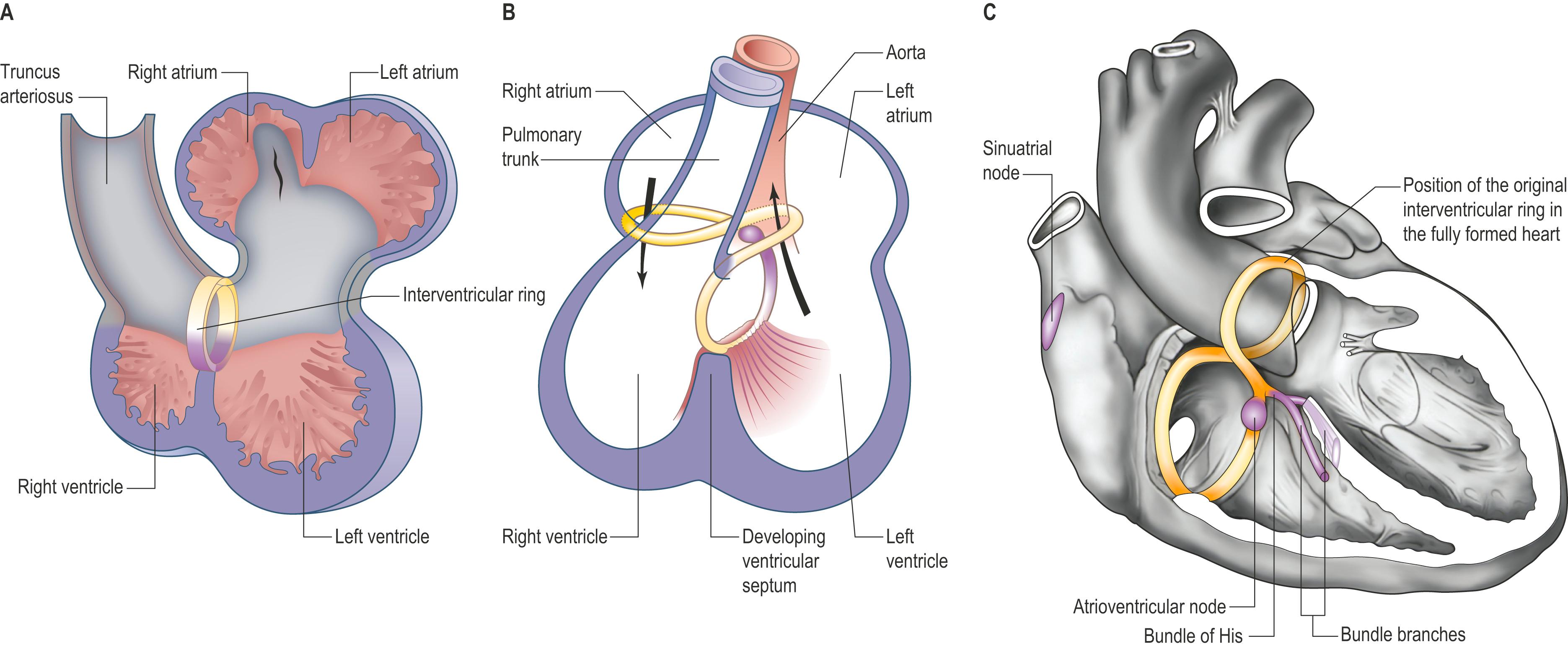 Development of the heart and circulation - Clinical Tree