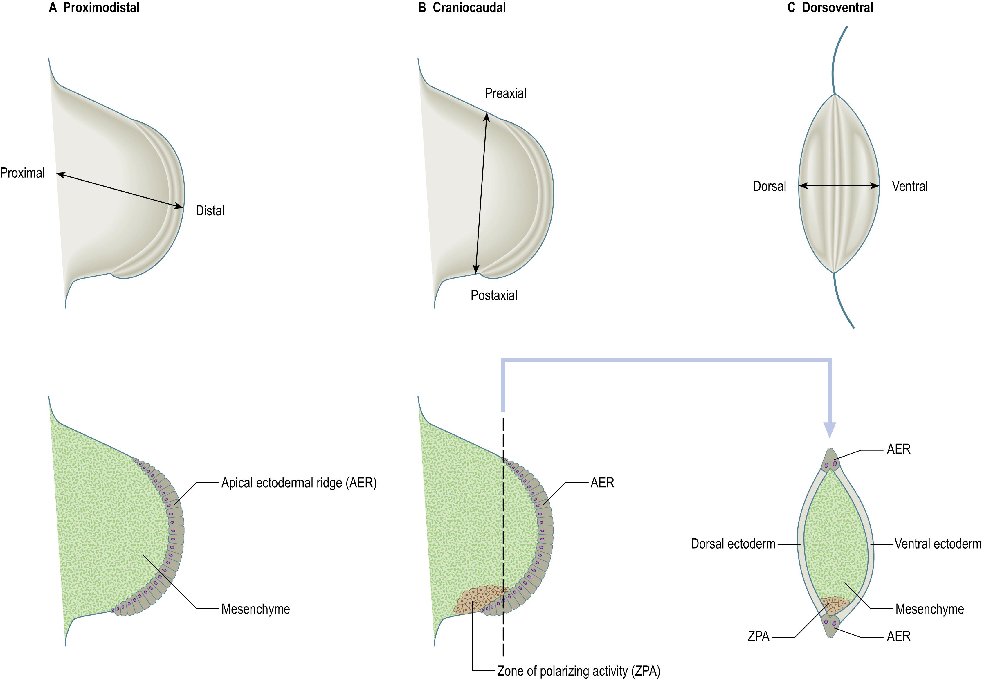 Development of the limbs - Clinical Tree