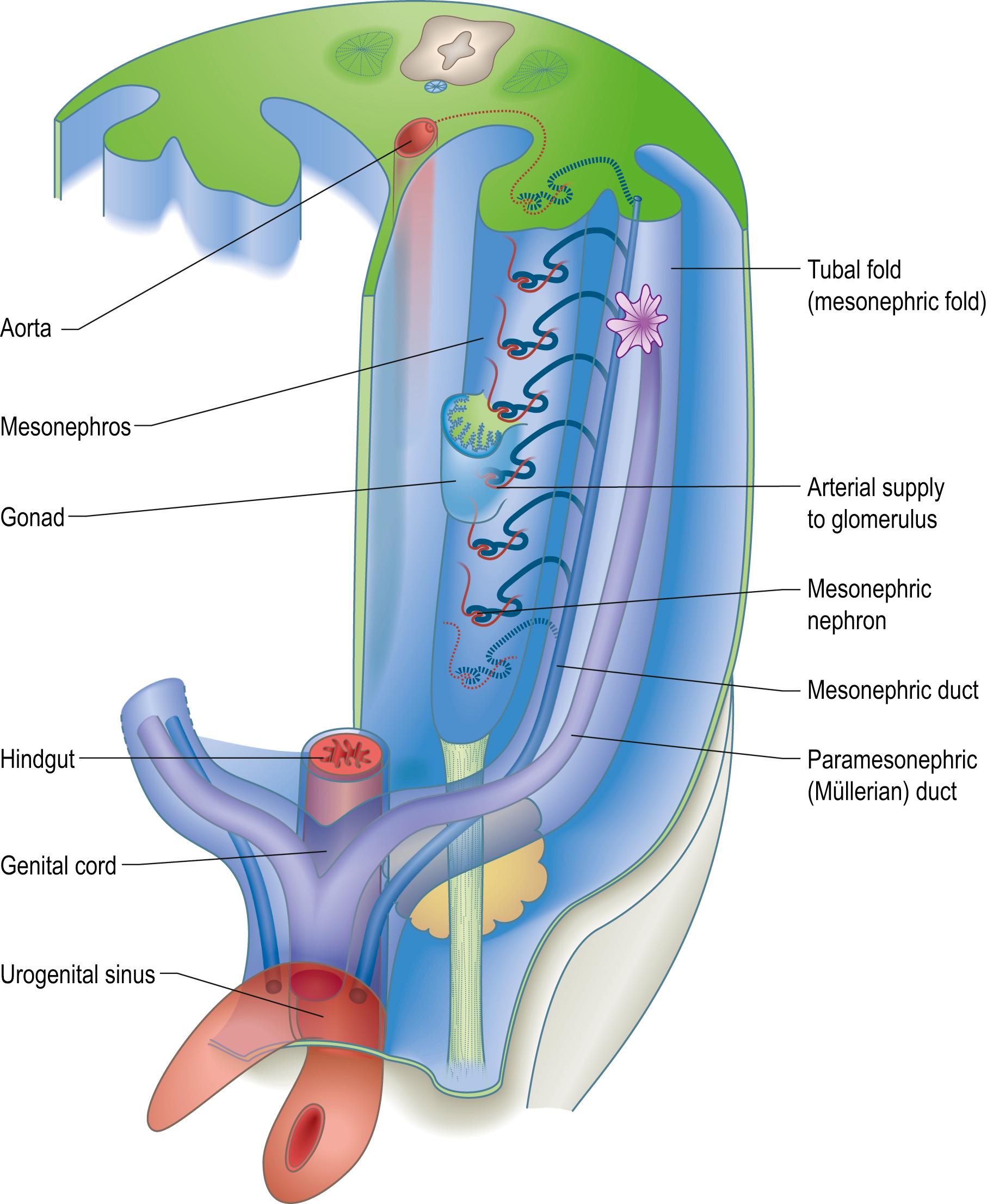 Development of the urogenital system - Clinical Tree