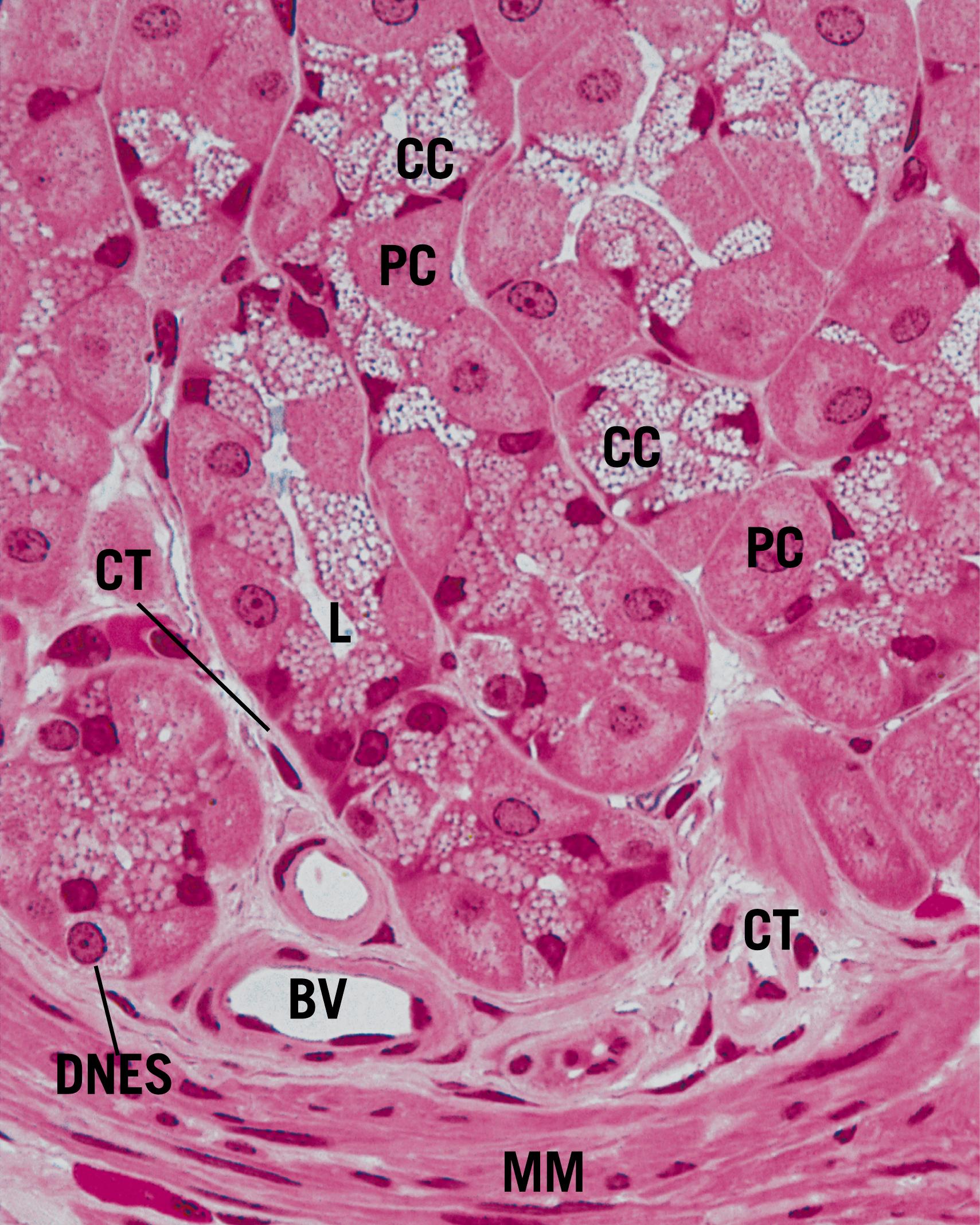 Digestive System: Alimentary Canal - Clinical Tree