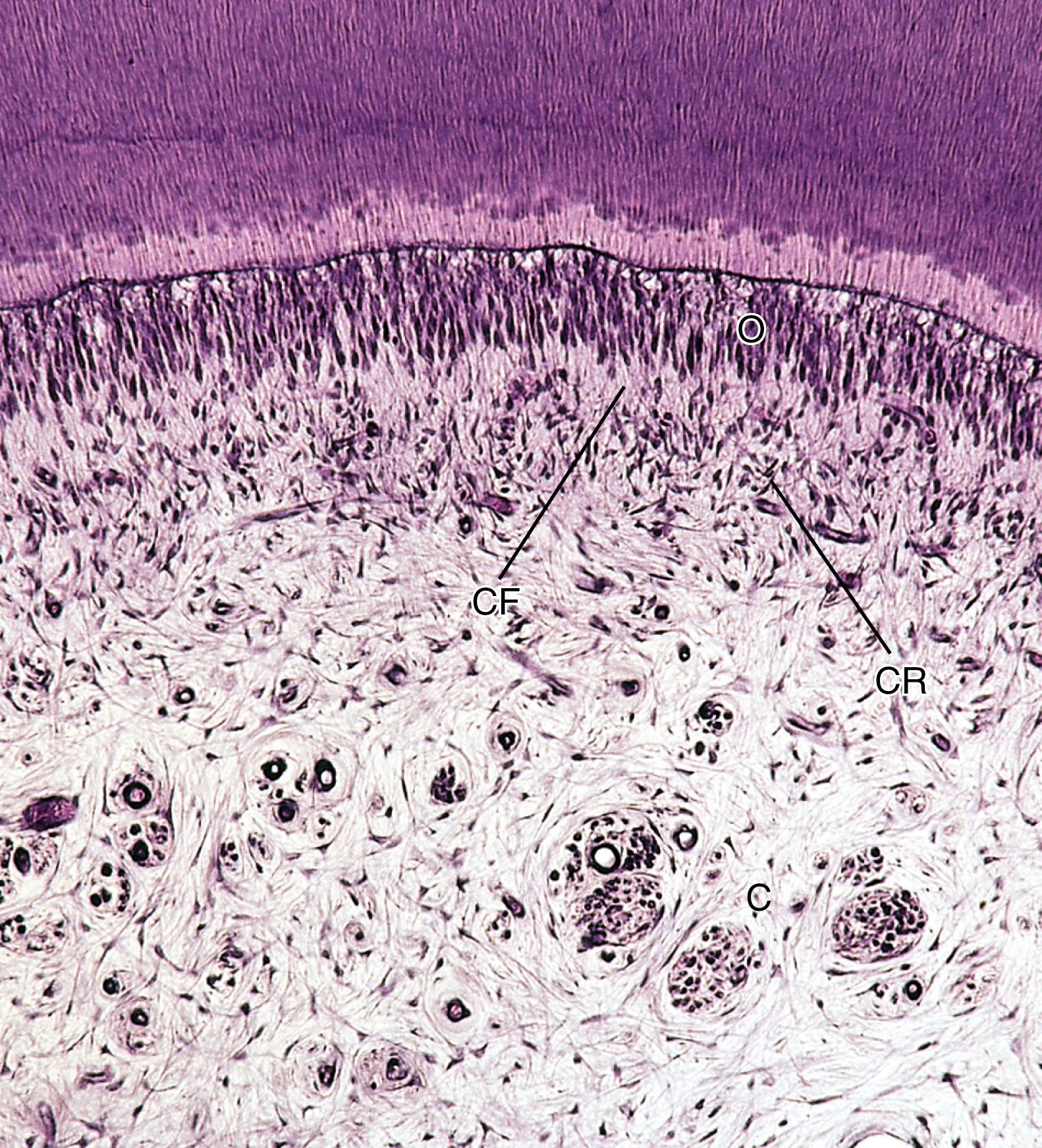 Digestive System: Oral Cavity - Clinical Tree