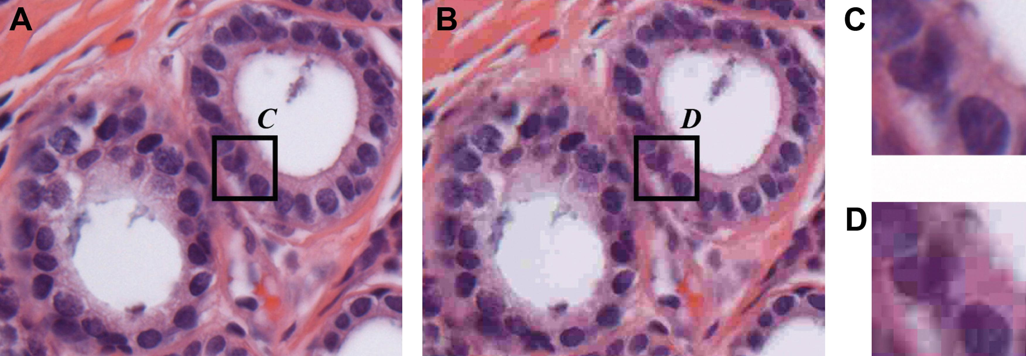 Digital Pathology and Tissue Image Analysis - Clinical Tree