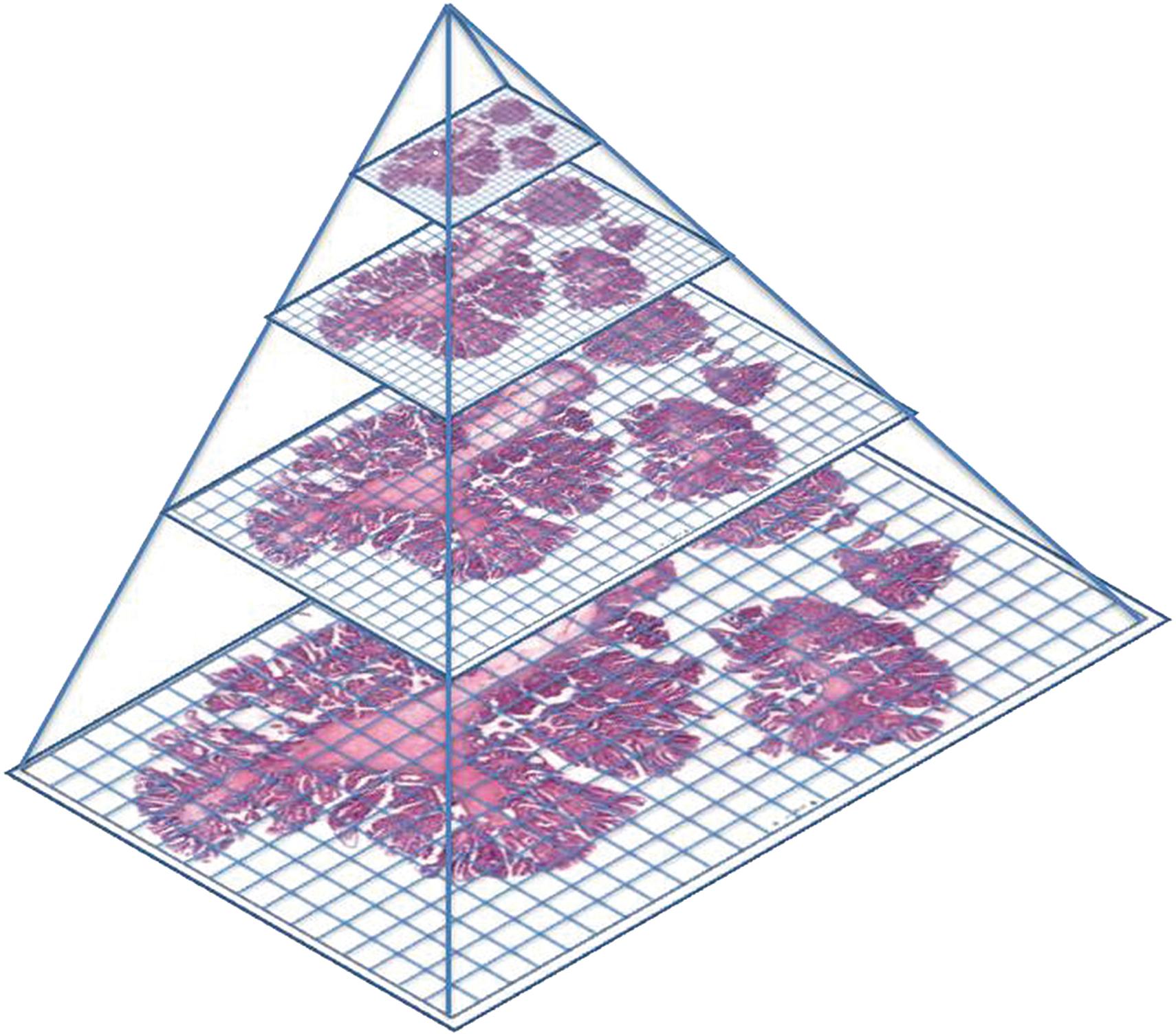 Digital Pathology and Tissue Image Analysis - Clinical Tree