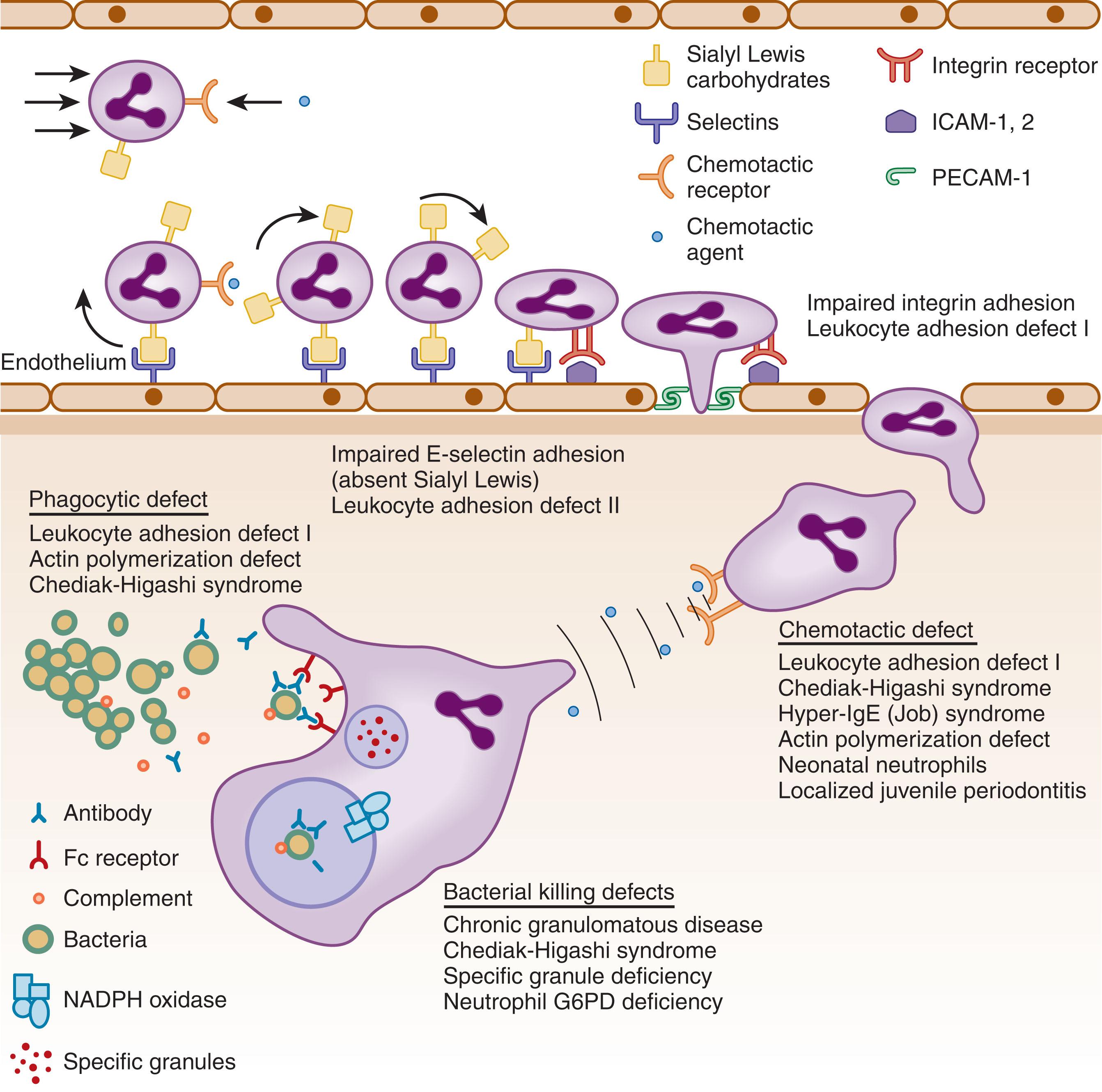 Disorders of Phagocyte Function - Clinical Tree