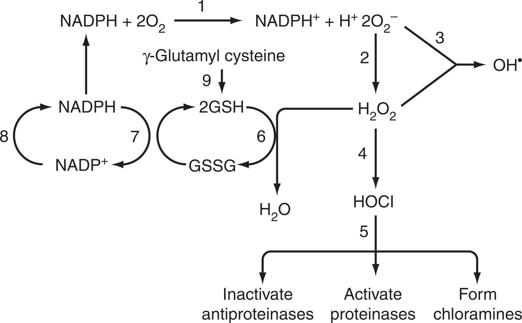 Disorders of Phagocyte Function - Clinical Tree