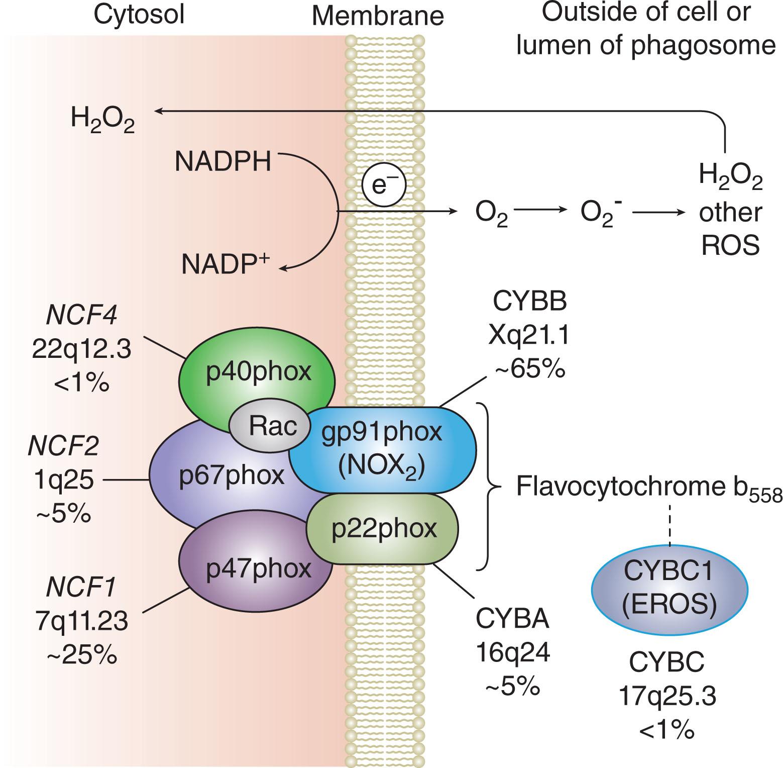 Disorders of Phagocyte Function - Clinical Tree