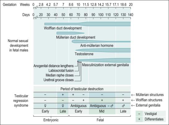 Disorders of Sexual Development - Clinical Tree