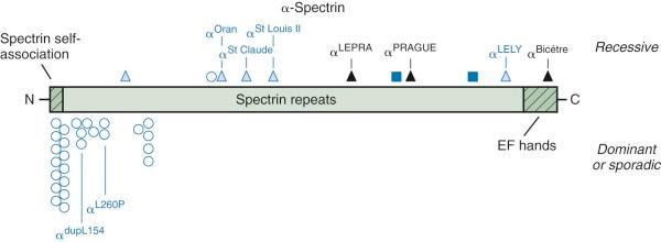 Disorders of the Red Cell Membrane - Clinical Tree