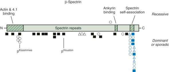Disorders of the Red Cell Membrane - Clinical Tree