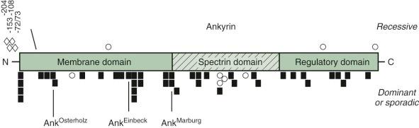 Disorders of the Red Cell Membrane - Clinical Tree