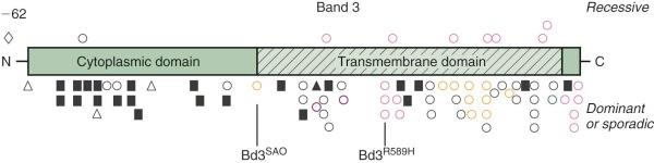 Disorders of the Red Cell Membrane - Clinical Tree