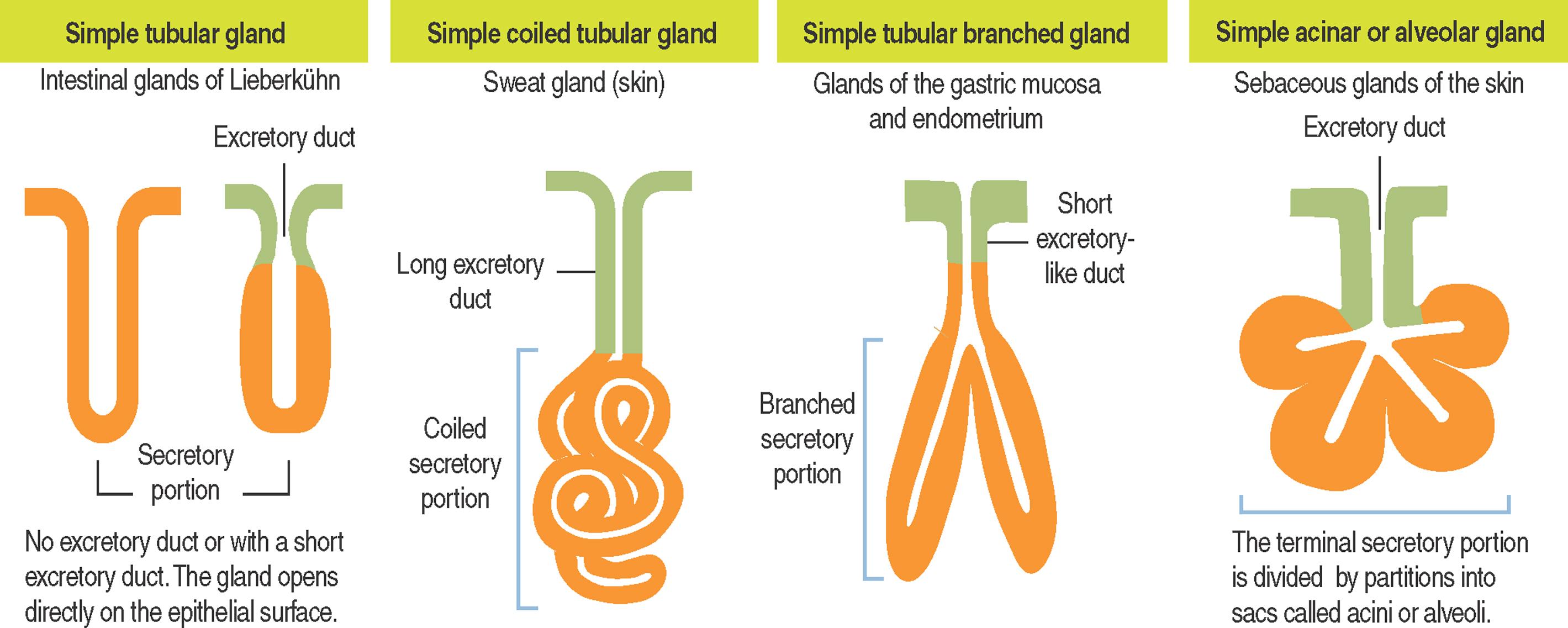 EPITHELIAL GLANDS | CELL BIOLOGY - Clinical Tree