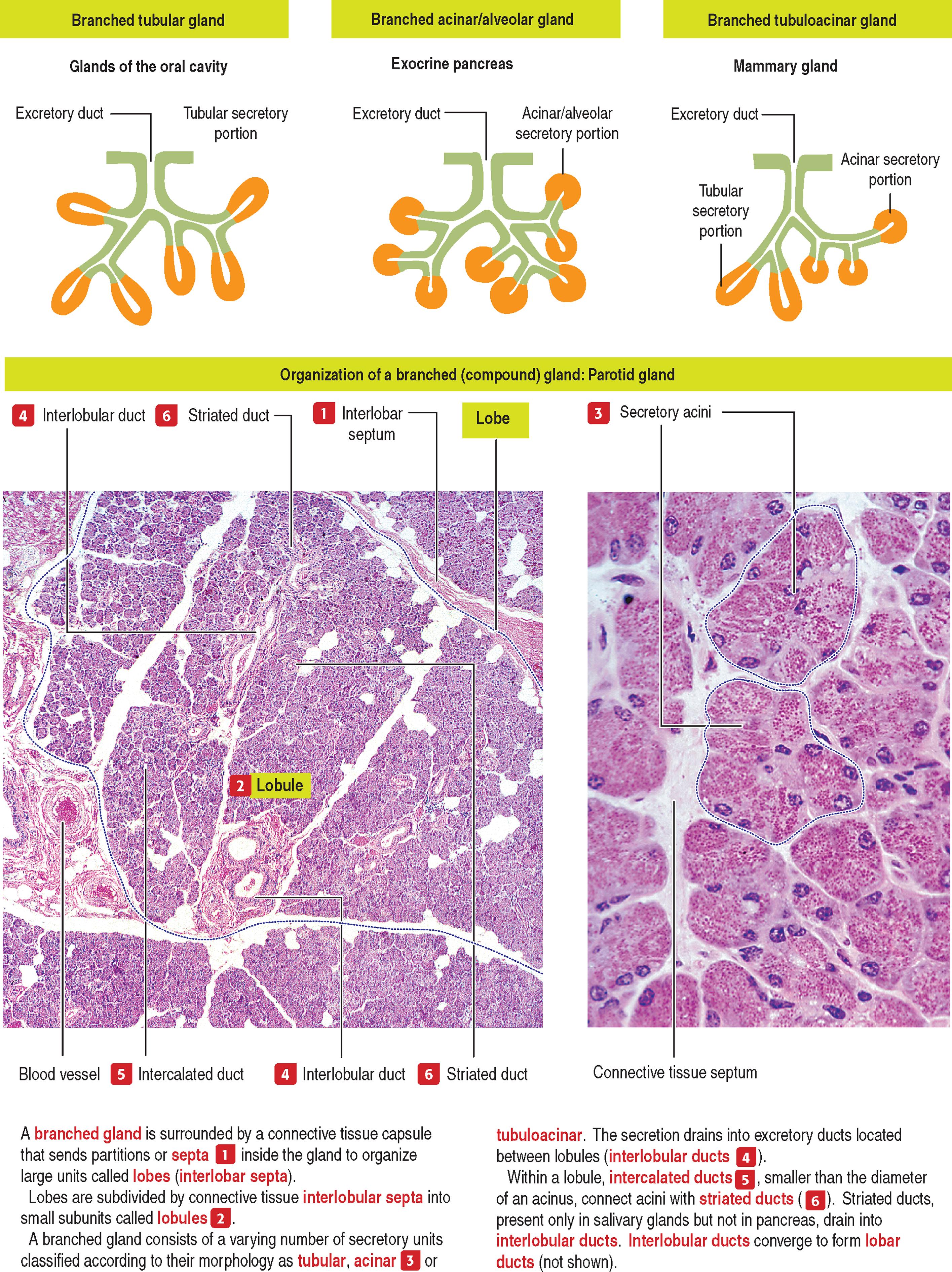 EPITHELIAL GLANDS | CELL BIOLOGY - Clinical Tree