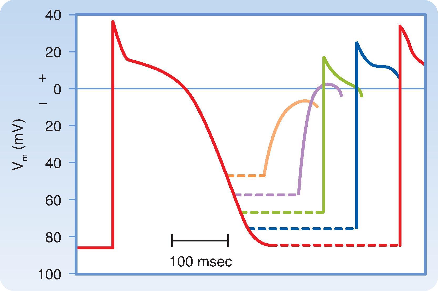 Elements of Cardiac Function - Clinical Tree