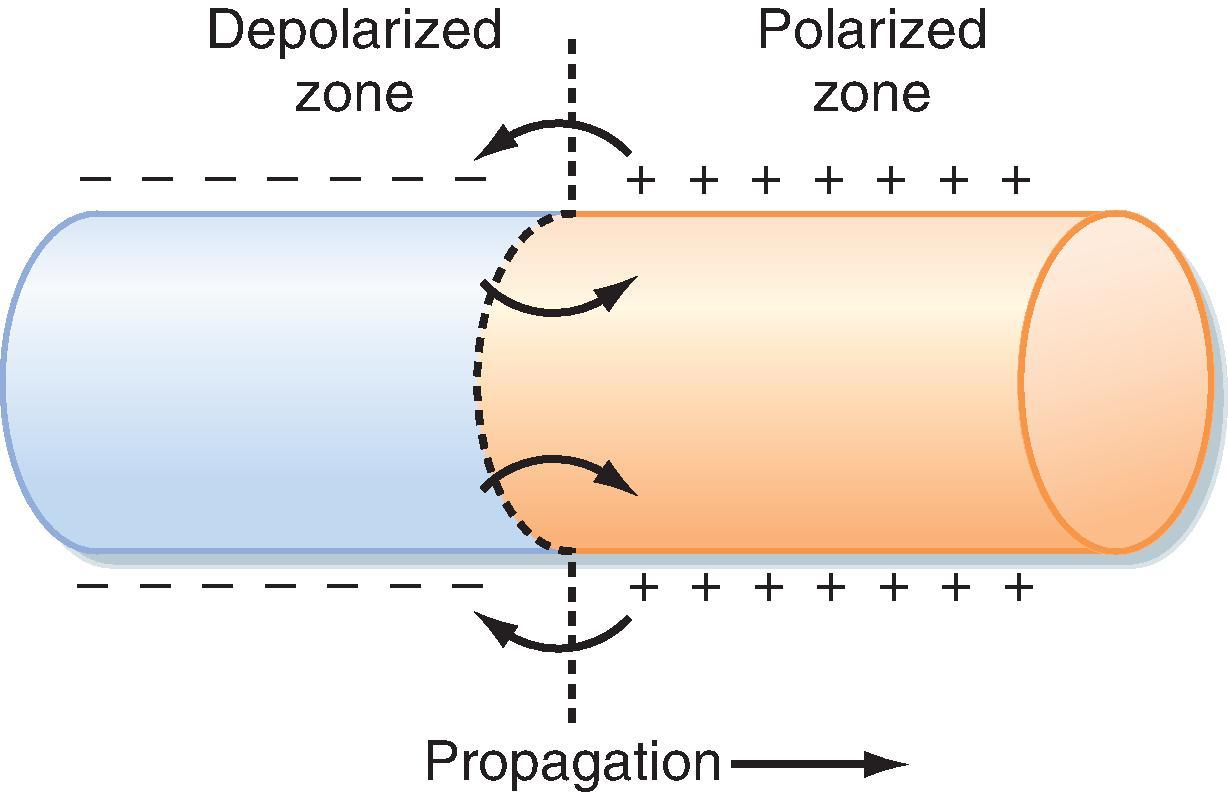Elements of Cardiac Function - Clinical Tree