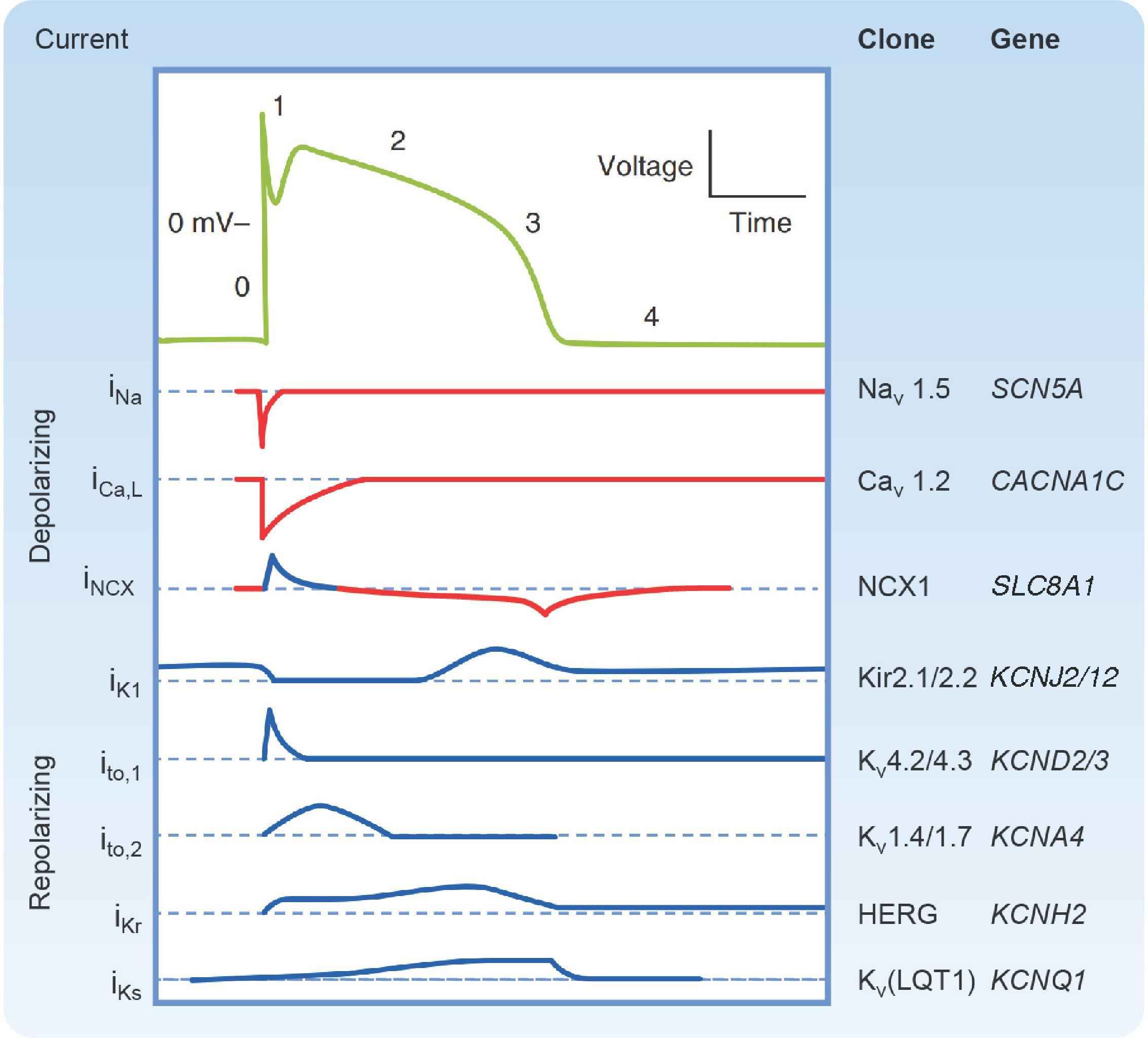 Elements of Cardiac Function - Clinical Tree
