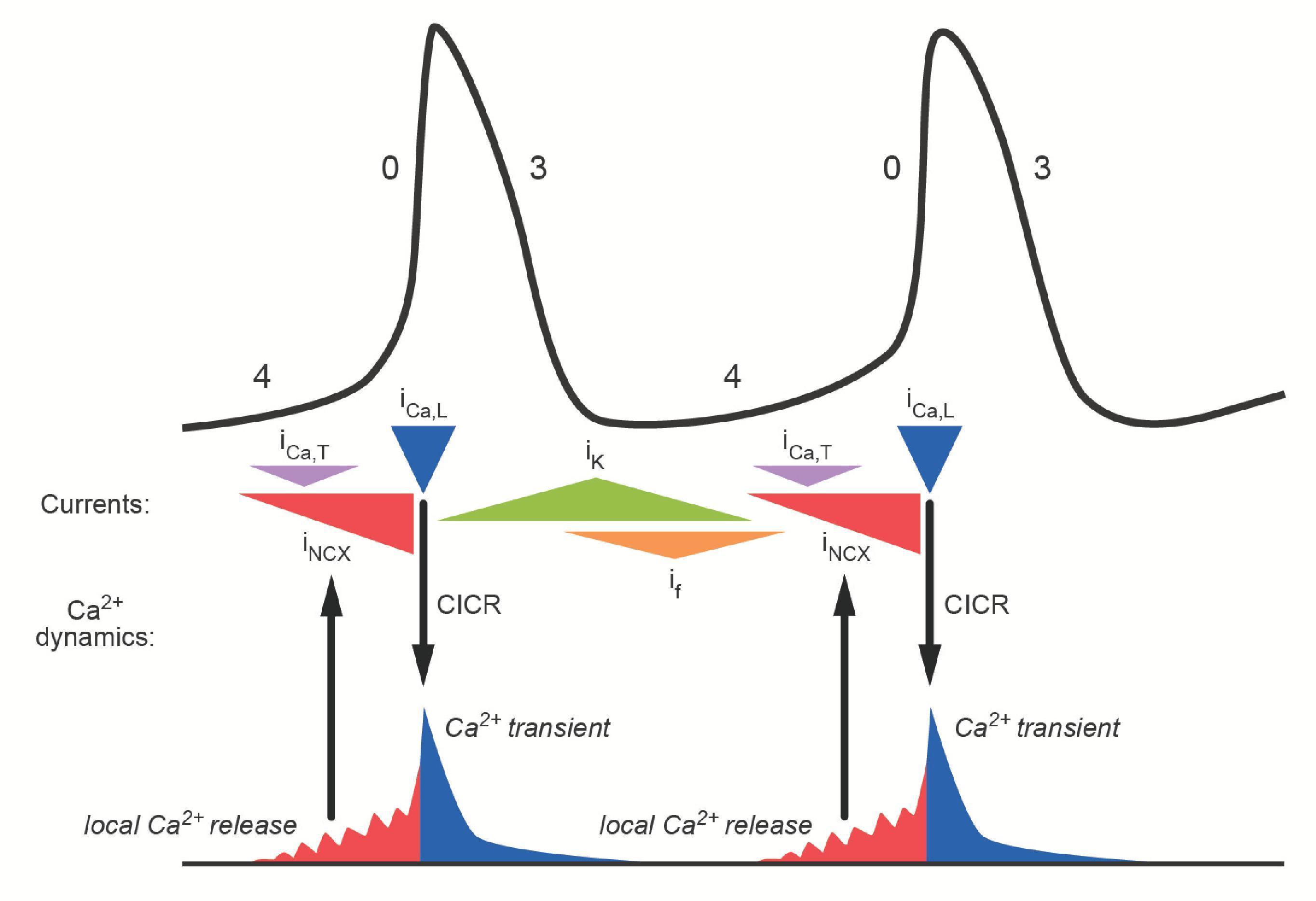 Elements of Cardiac Function - Clinical Tree