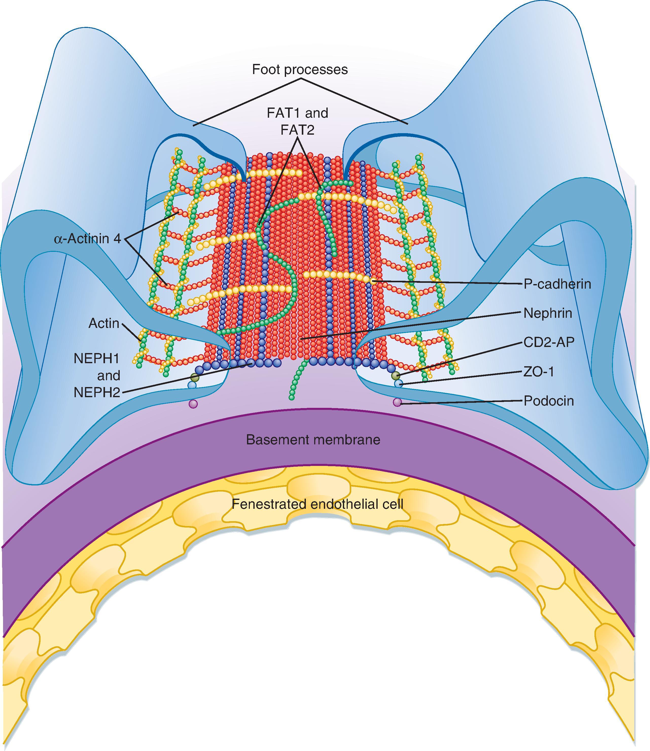 Elements of Renal Function - Clinical Tree