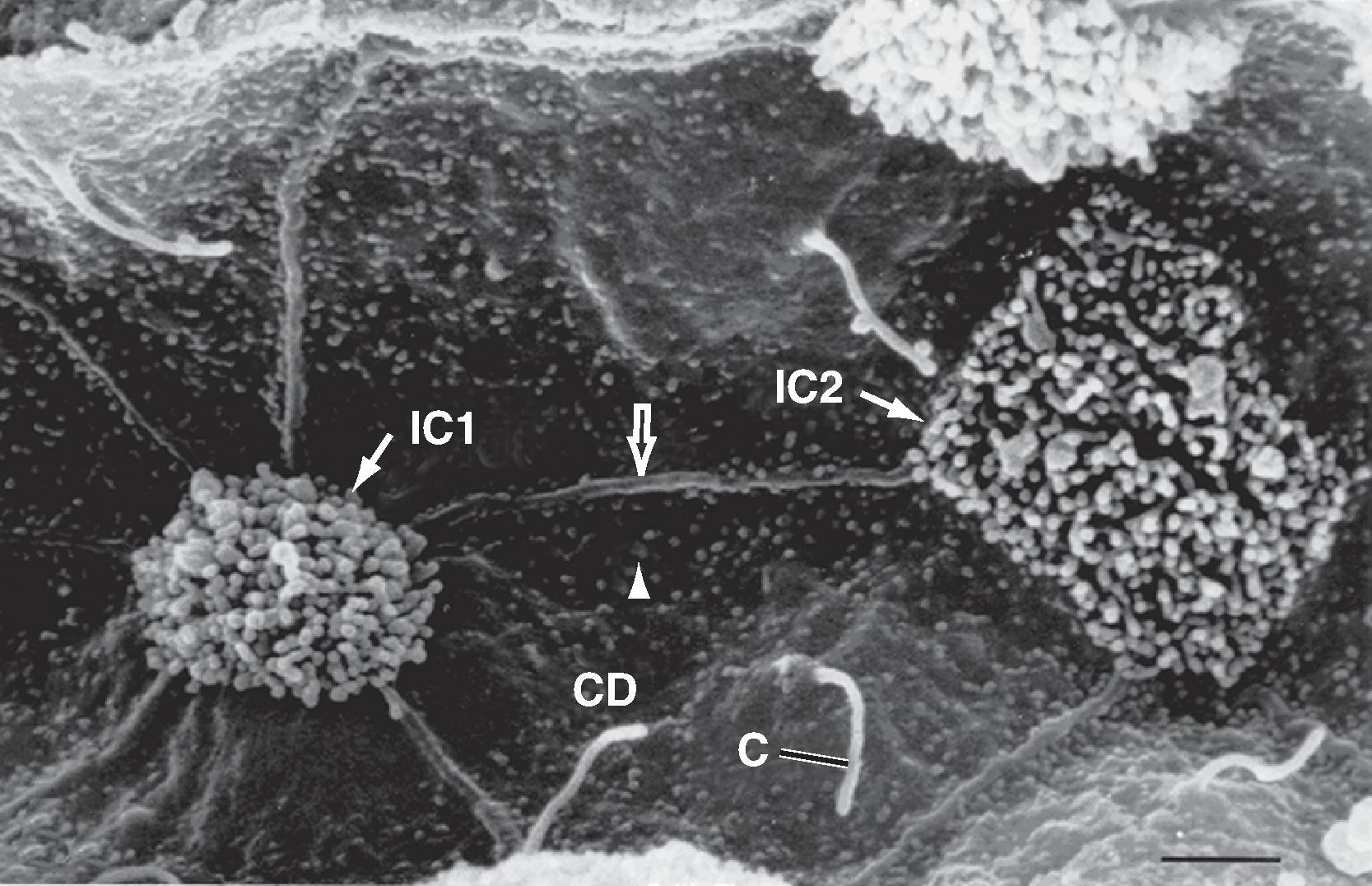 Elements of Renal Function - Clinical Tree