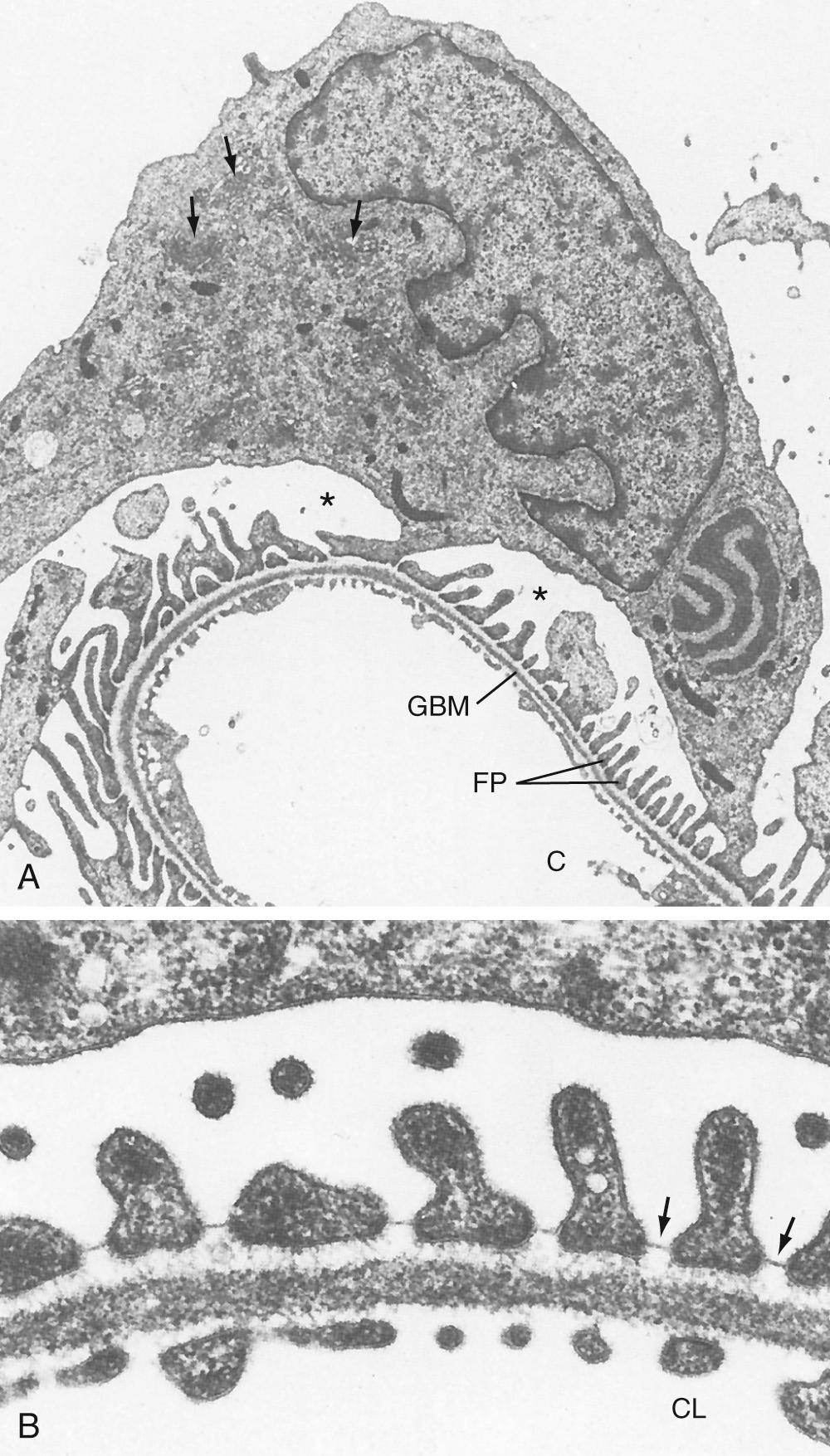 Elements of Renal Function - Clinical Tree
