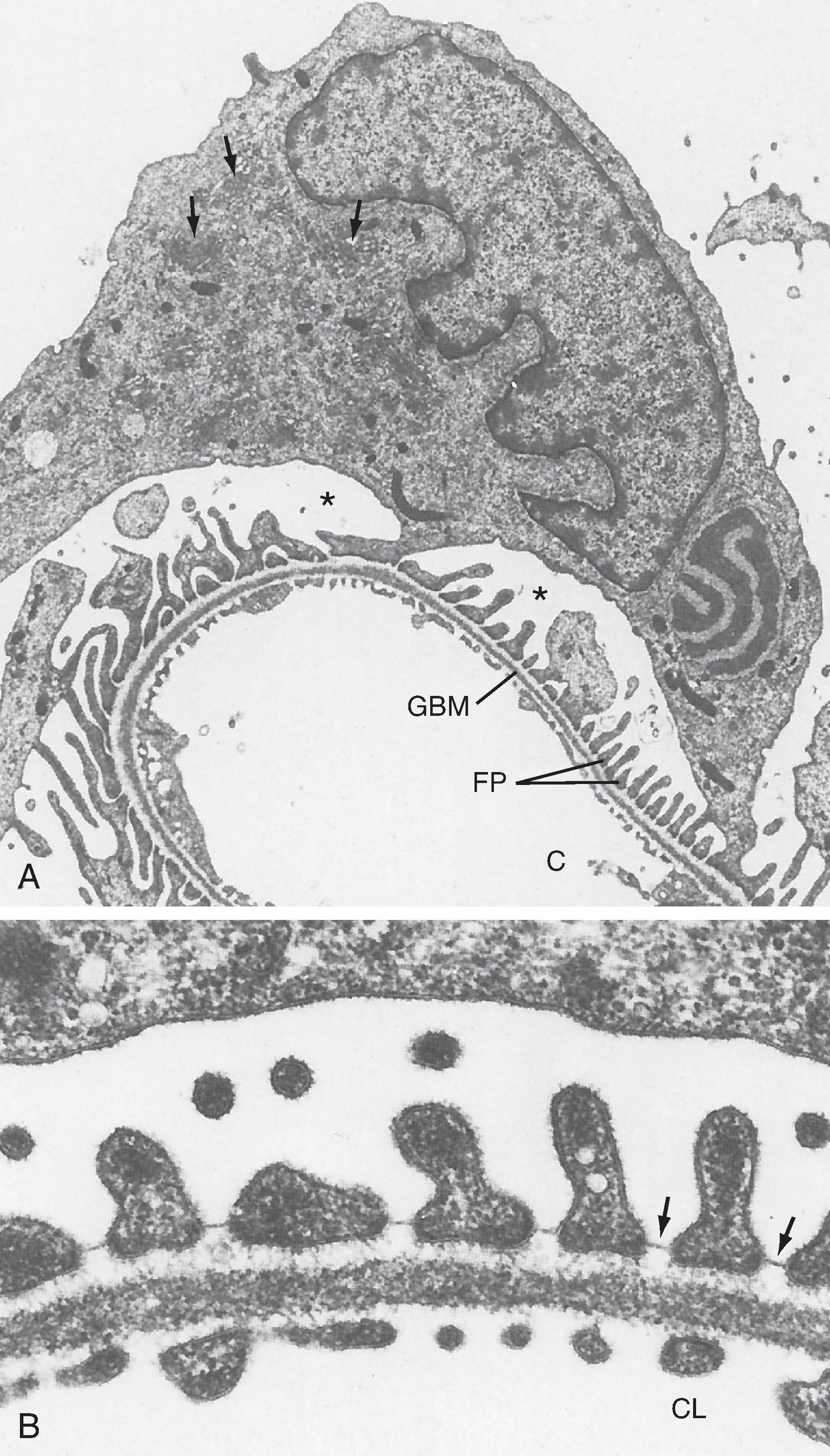 Elements of Renal Function - Clinical Tree