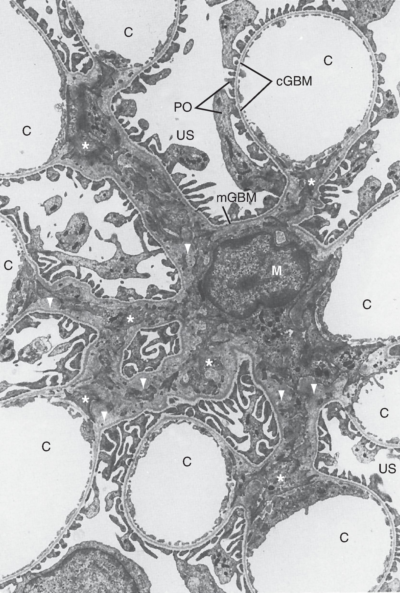 Elements of Renal Function - Clinical Tree