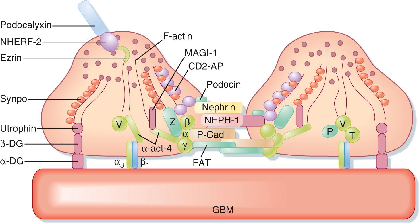 Elements of Renal Function - Clinical Tree